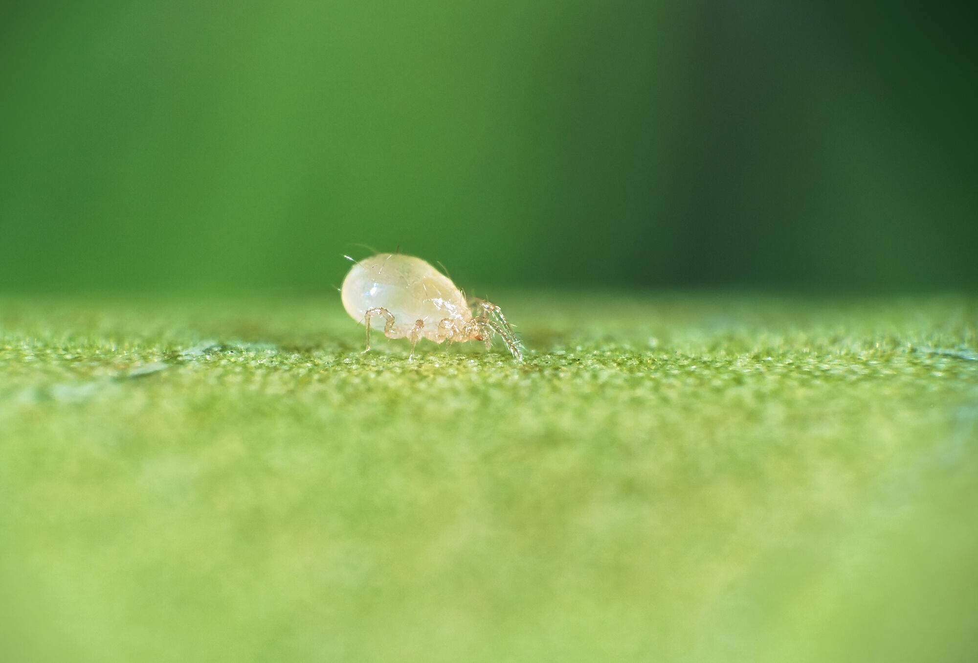 Swirski-Mite Helps You Stay in Control | Koppert US