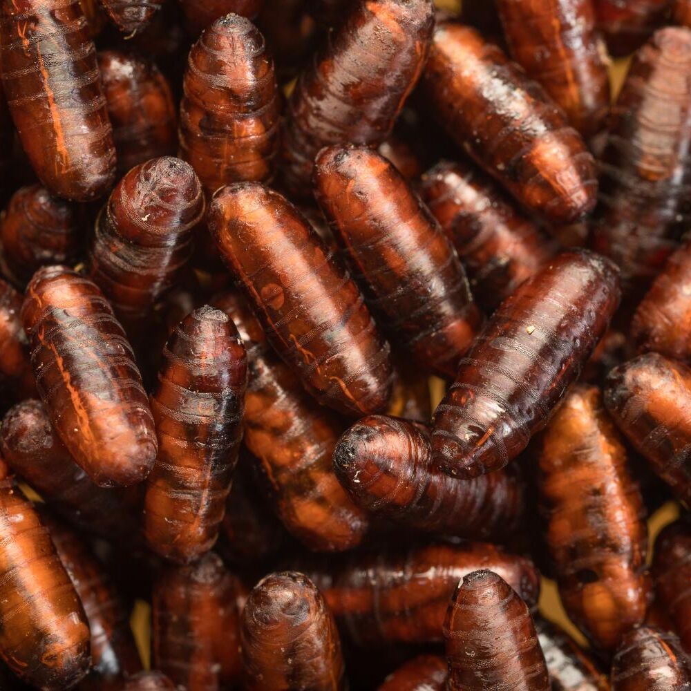 Biopar | Control Stable Flies | Parasitic Wasps (Muscidifurax raptorellus)