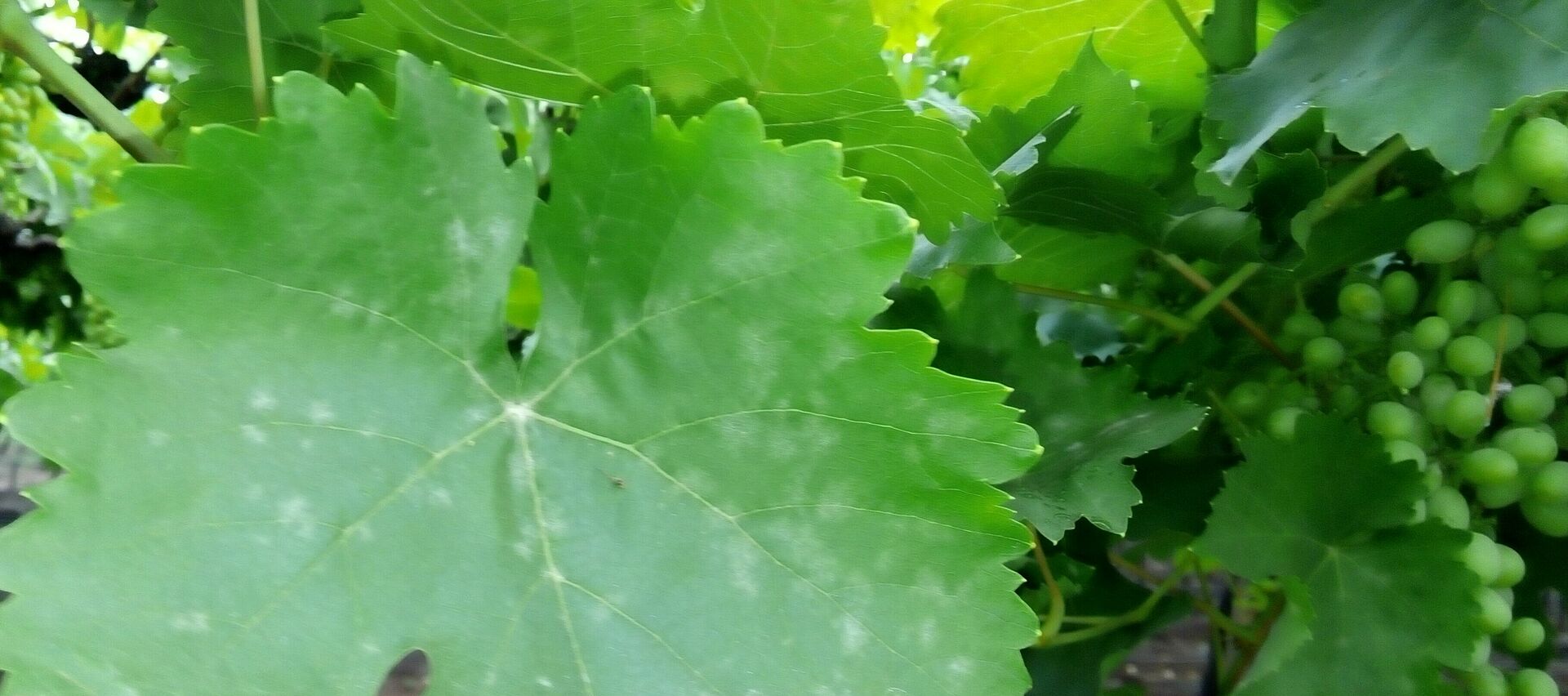Grapevine Powdery Mildew (Erysiphe necator) – Biological Control ...