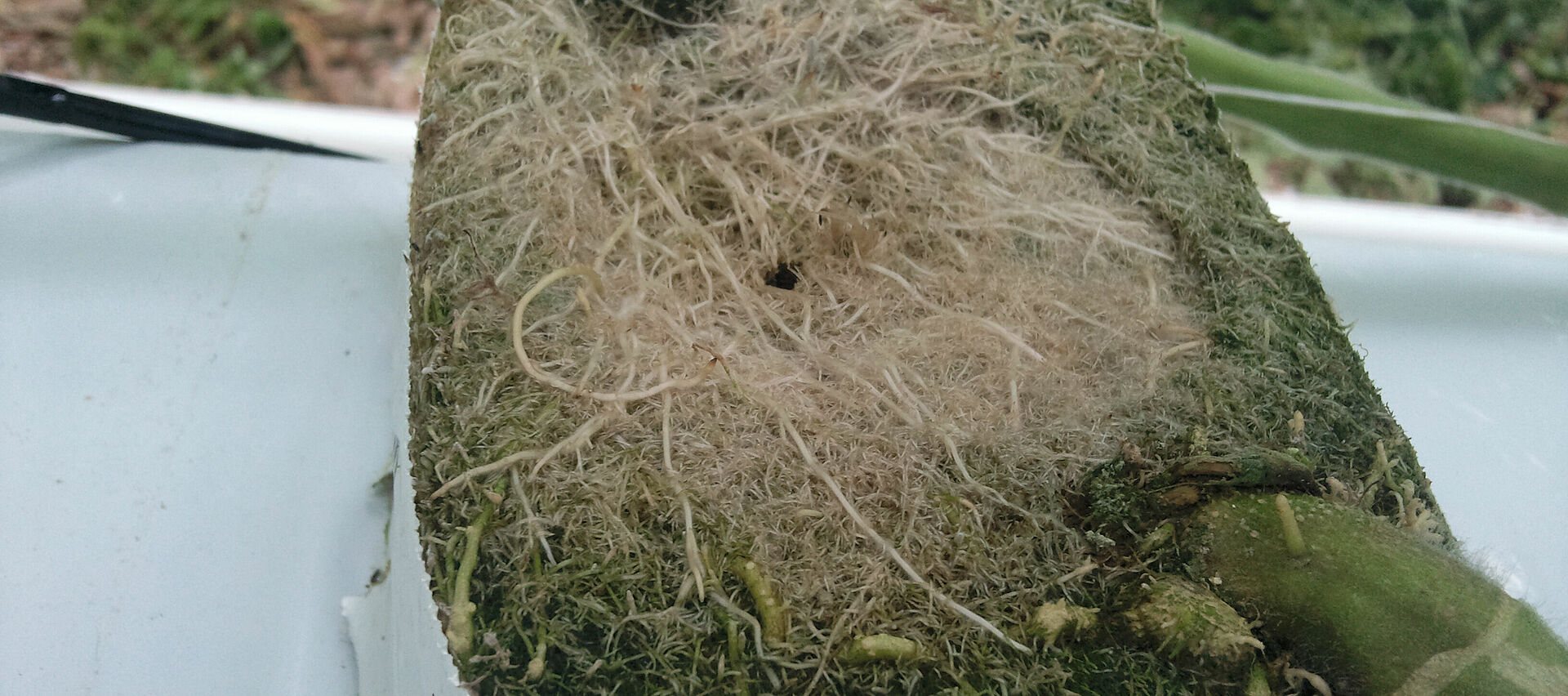 Crazy roots, hairy roots, crown gall - Prevention, Control and Damage