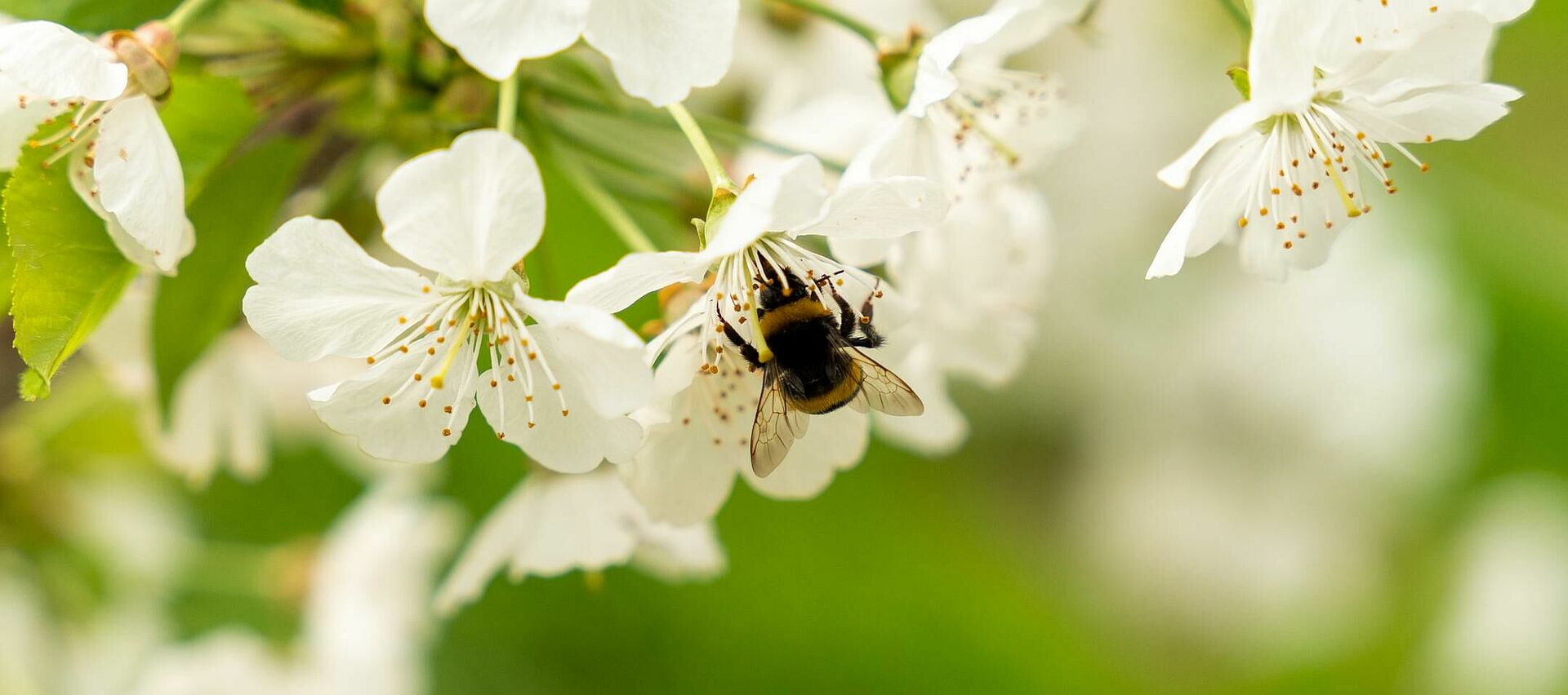 Open Field Crops Pollination with Bumblebees