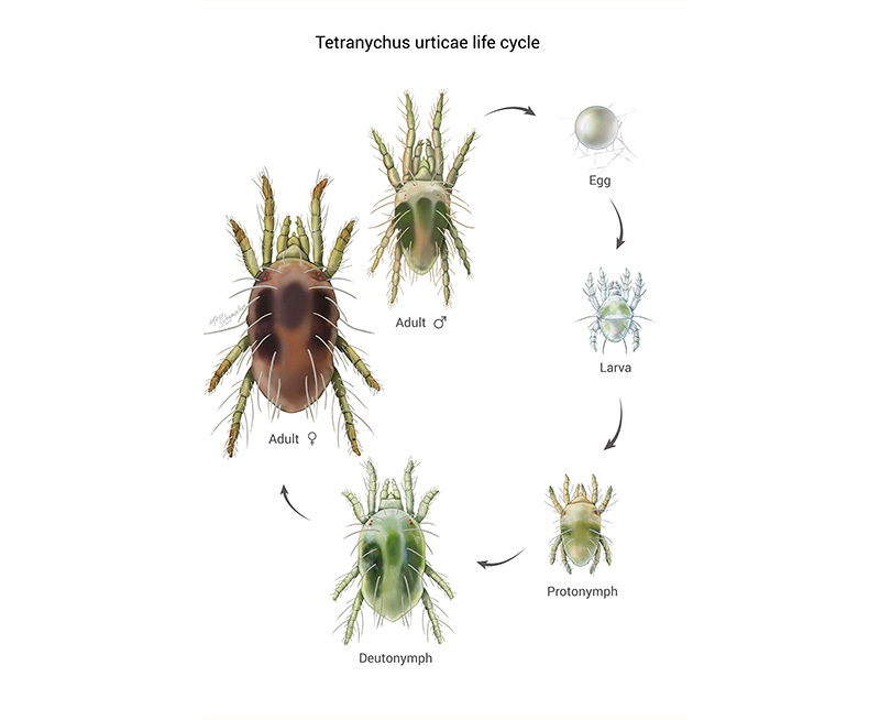 Mite Life Cycle