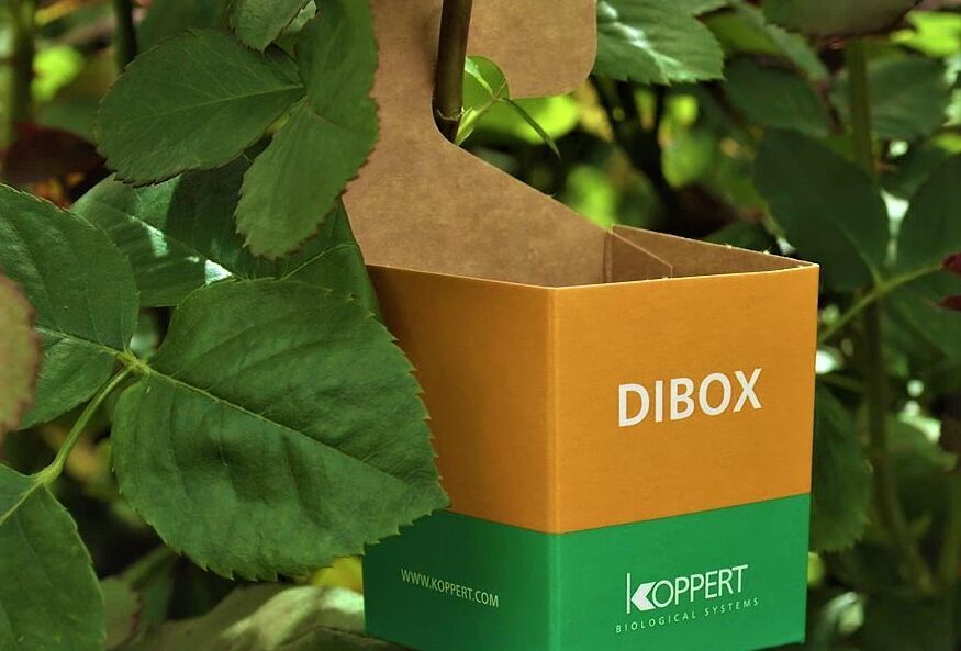 Dibox | Koppert Products