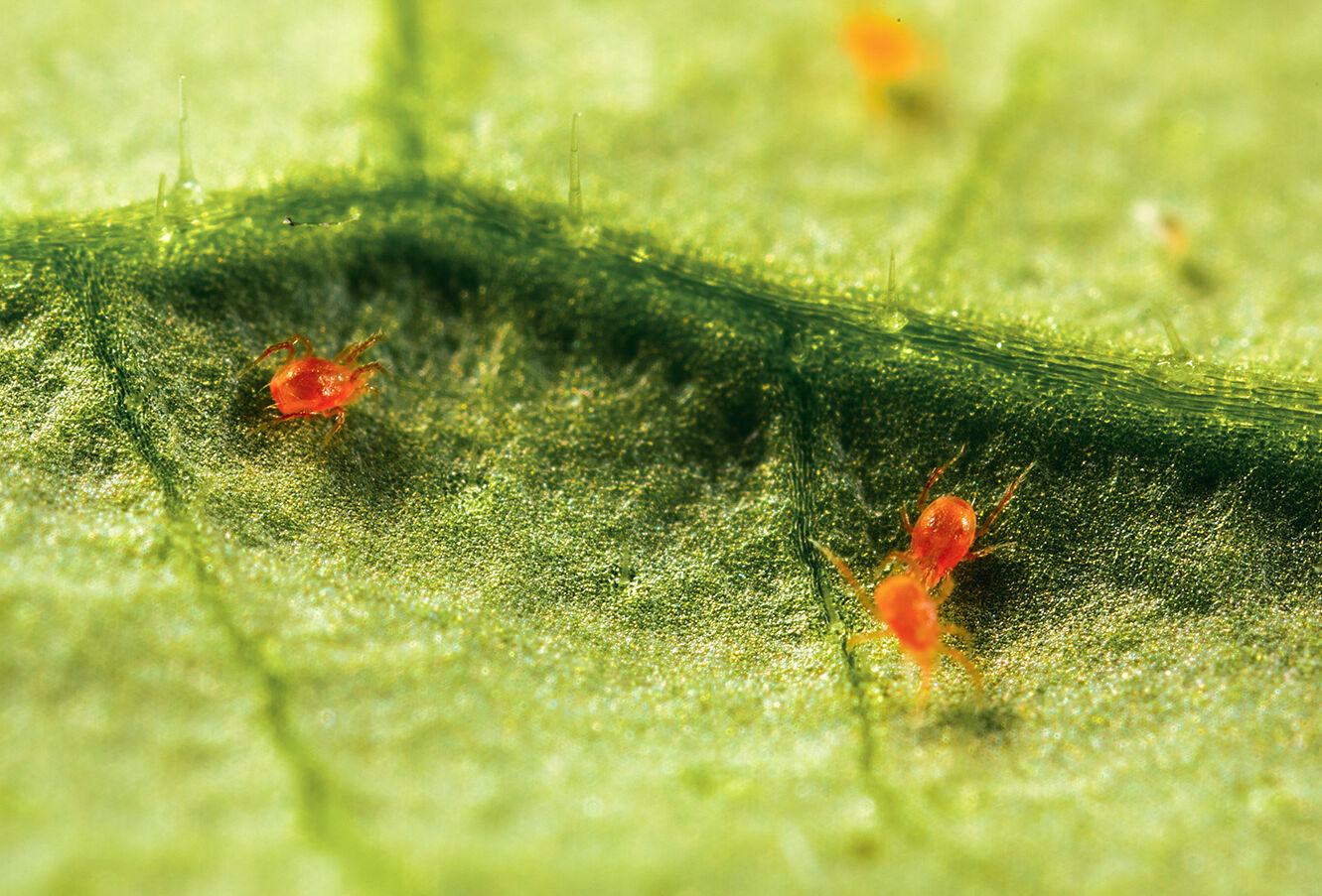 Spidex offers a solution for dozens of crops | Koppert US