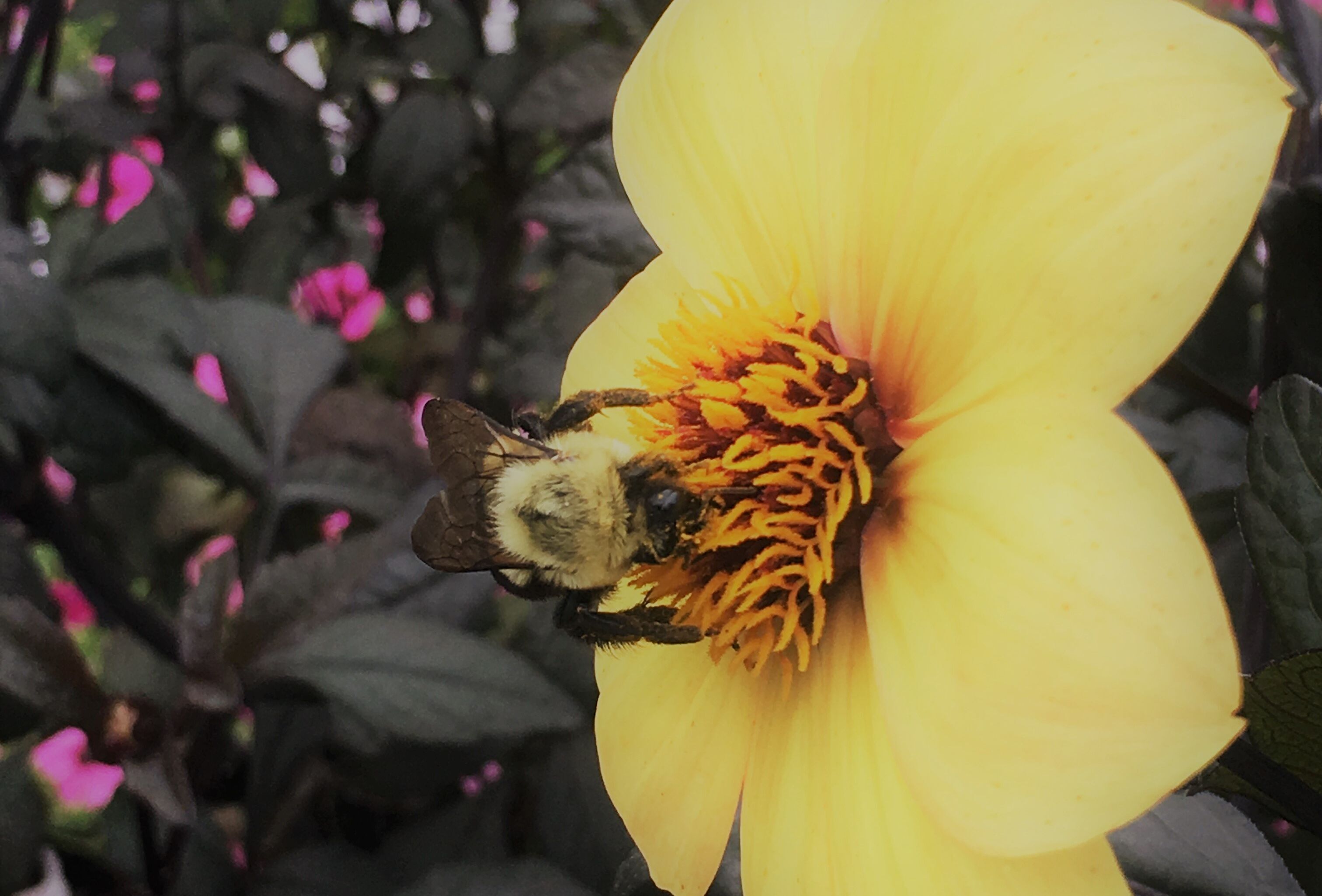 Frequently Asked Questions about Bumblebees | Koppert US