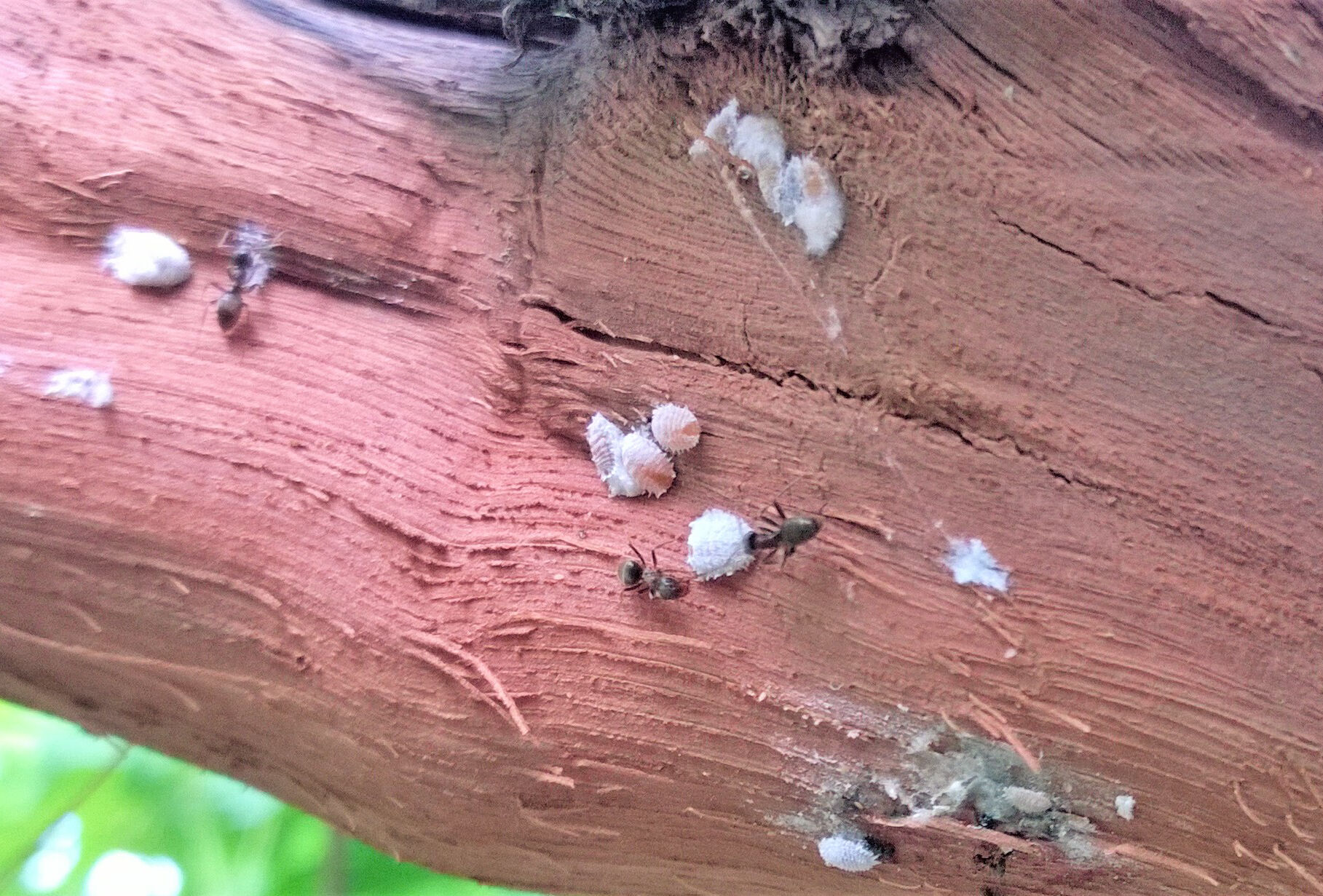 Vine mealybug - Biocontrol, Damage and Life Cycle