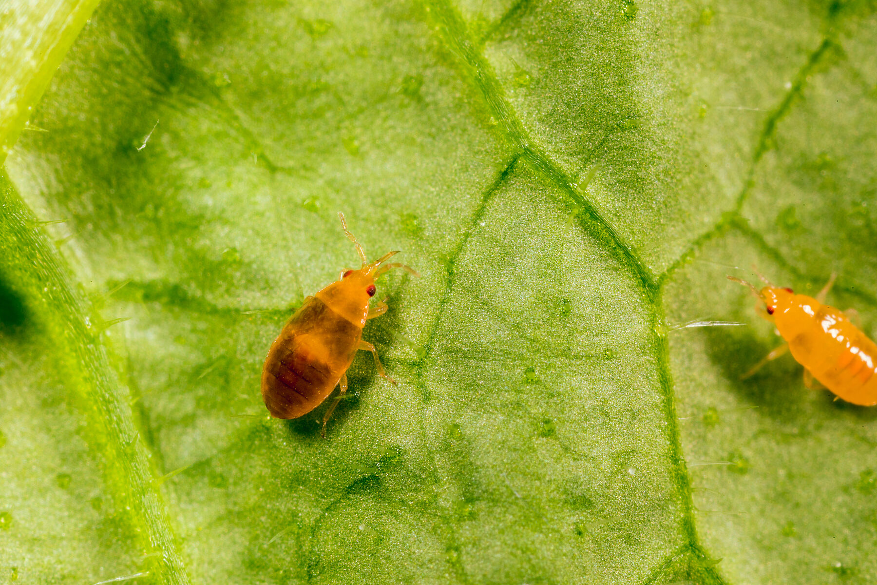 Orius insidiosus - Predatory Bug for Thrips Control