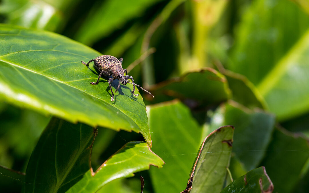 clematis vine weevil