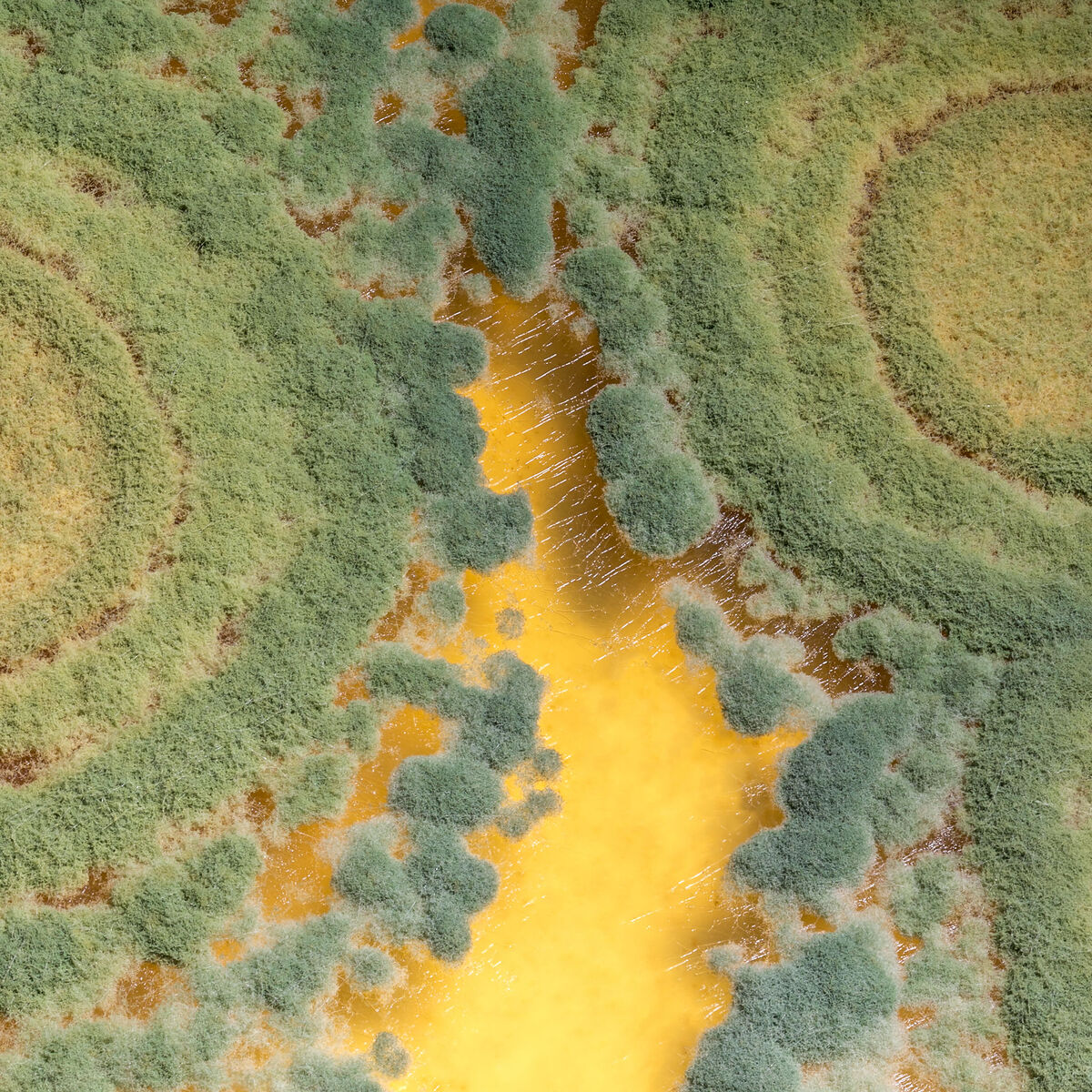 Trianum-P | Koppert Products