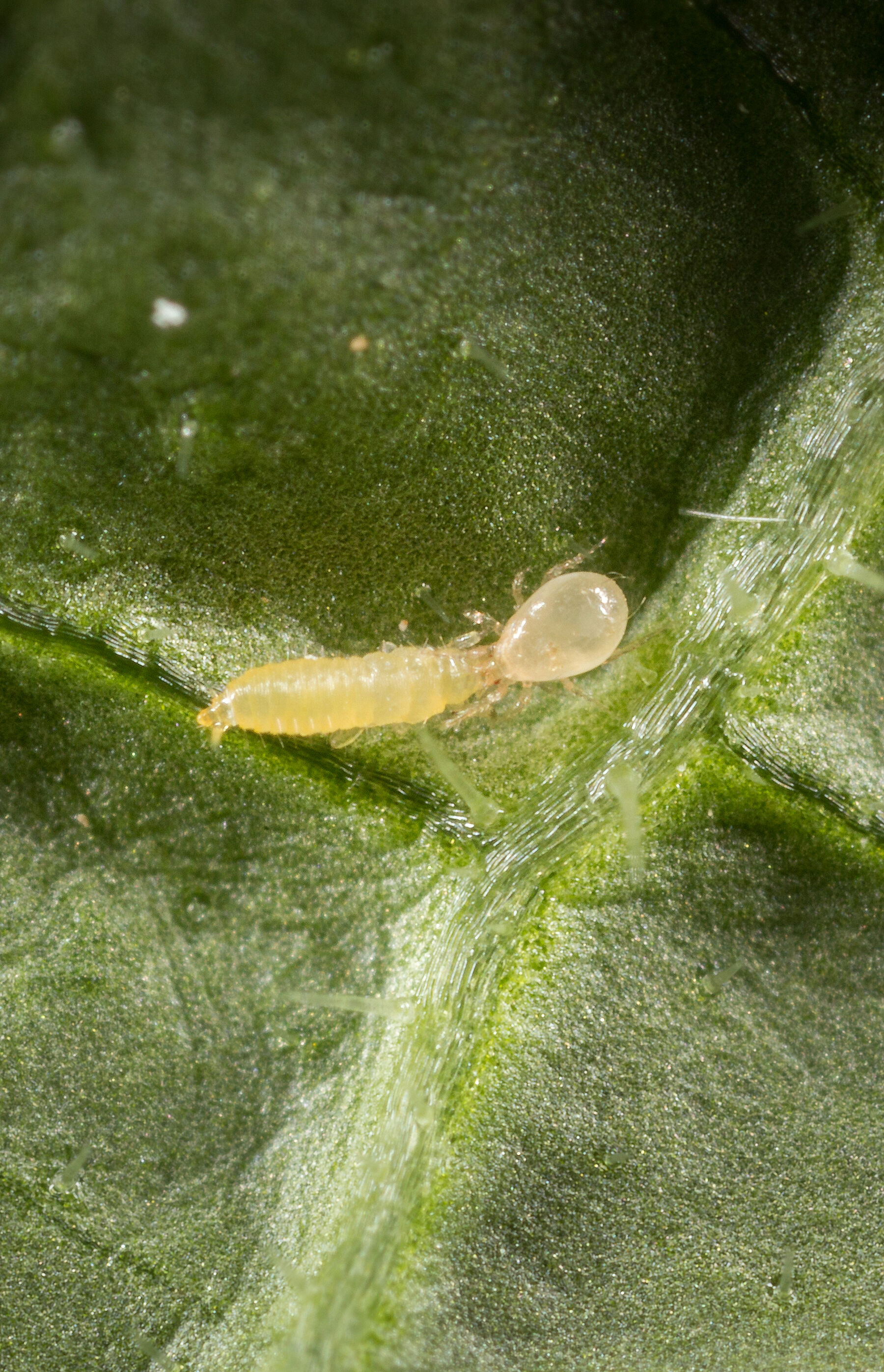 Effective thrips control with predatory mites | Koppert US