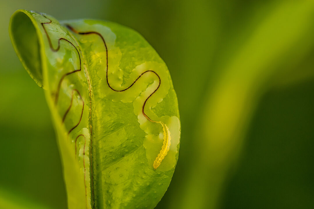 leaf miner control uk