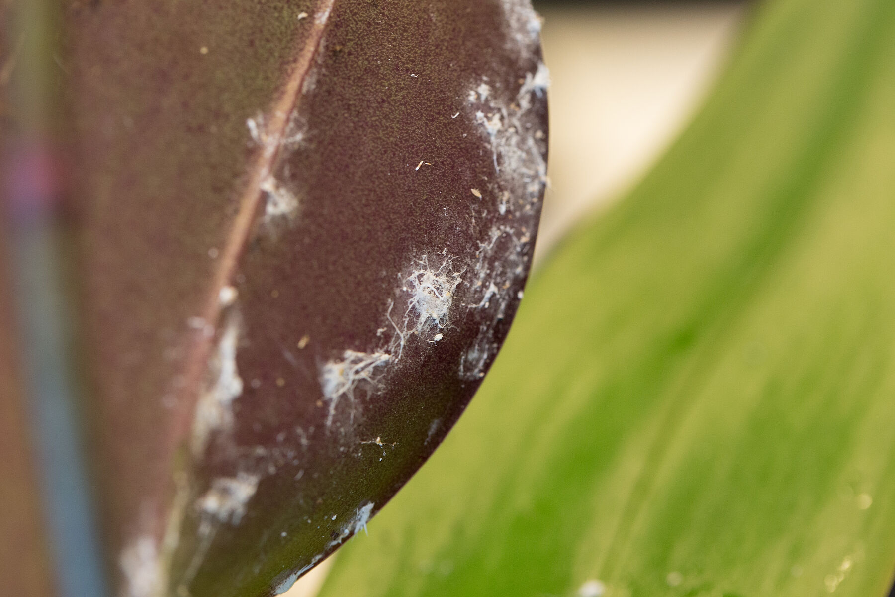 Longtailed mealybug - Biocontrol, Damage and Life Cycle