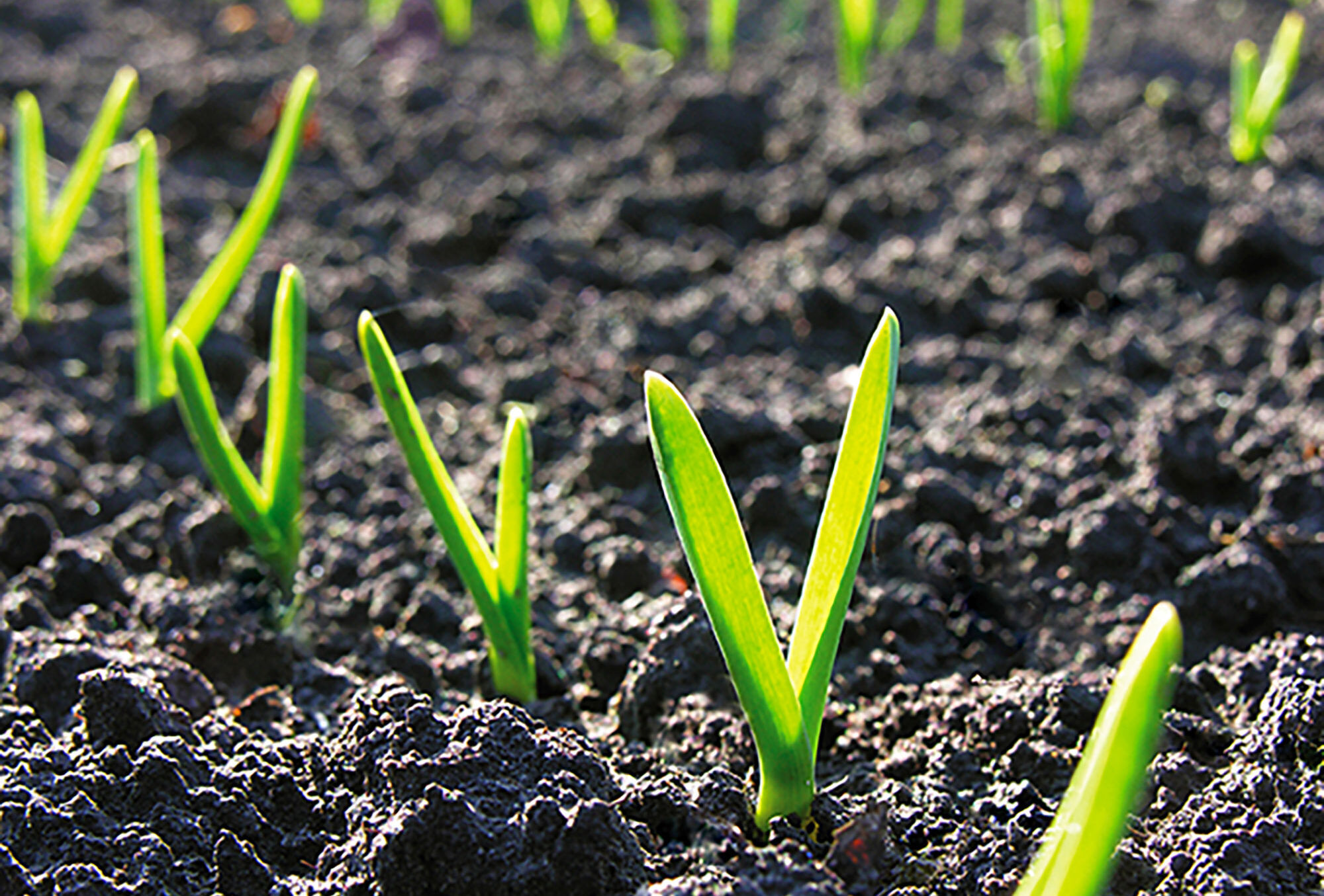 Trianum is a true all-rounder | Koppert US