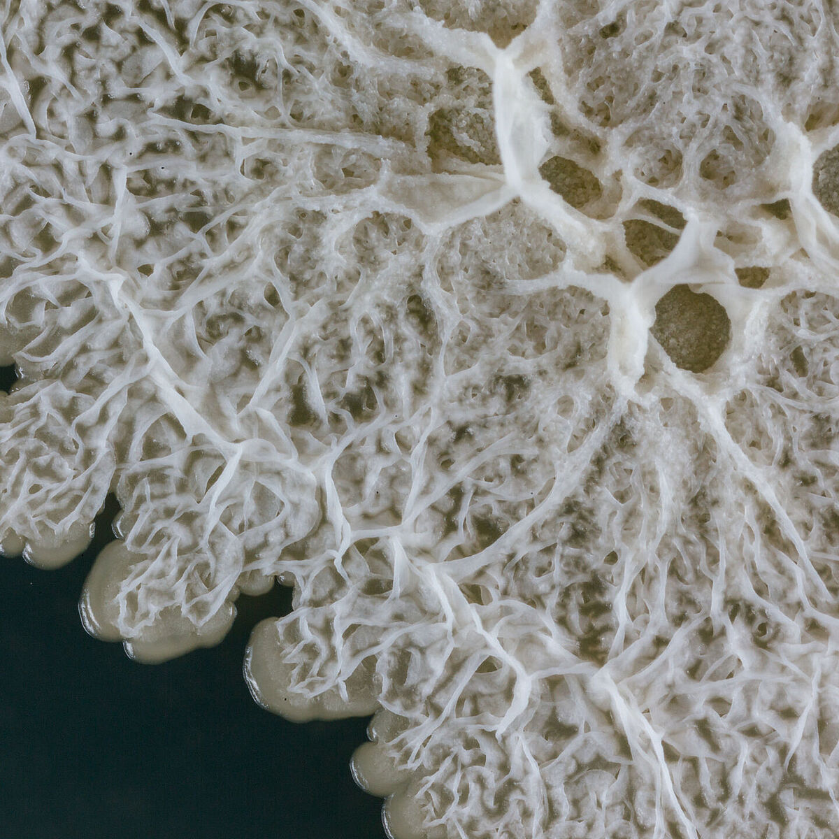 Bacilirid™ Biological Fungicide | Koppert Products