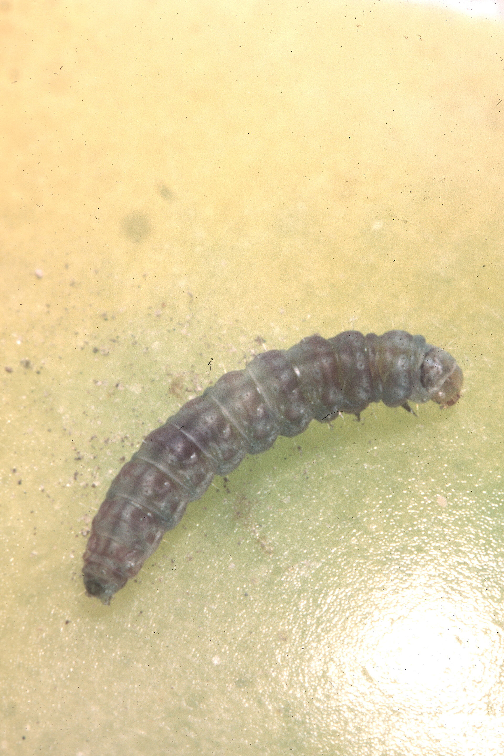 Tomato pinworm - Biocontrol, Damage and Life Cycle