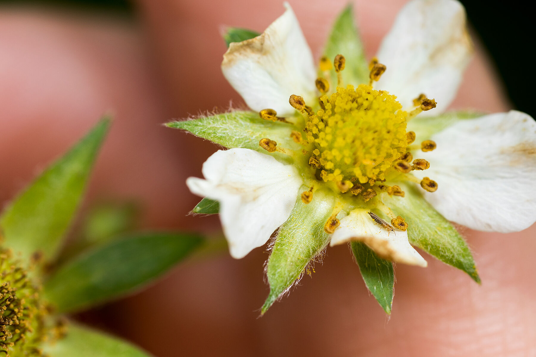 Effective thrips control with predatory mites | Koppert US