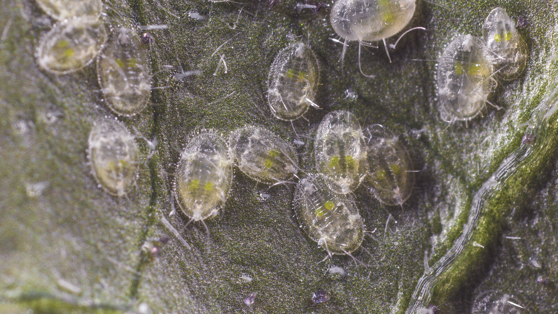 A step-by-step guide to whitefly control | Koppert US
