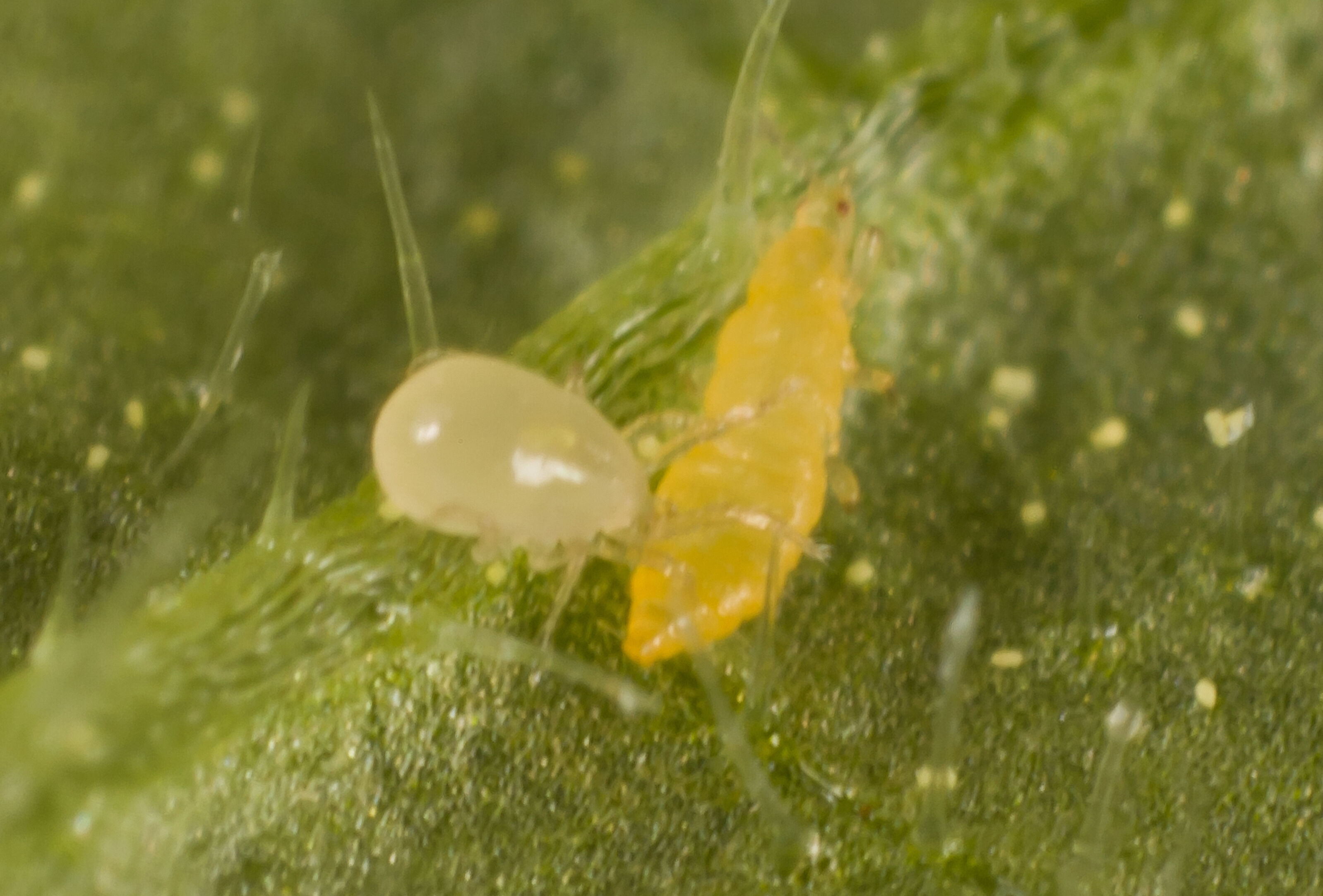 Effective thrips control with predatory mites | Koppert US
