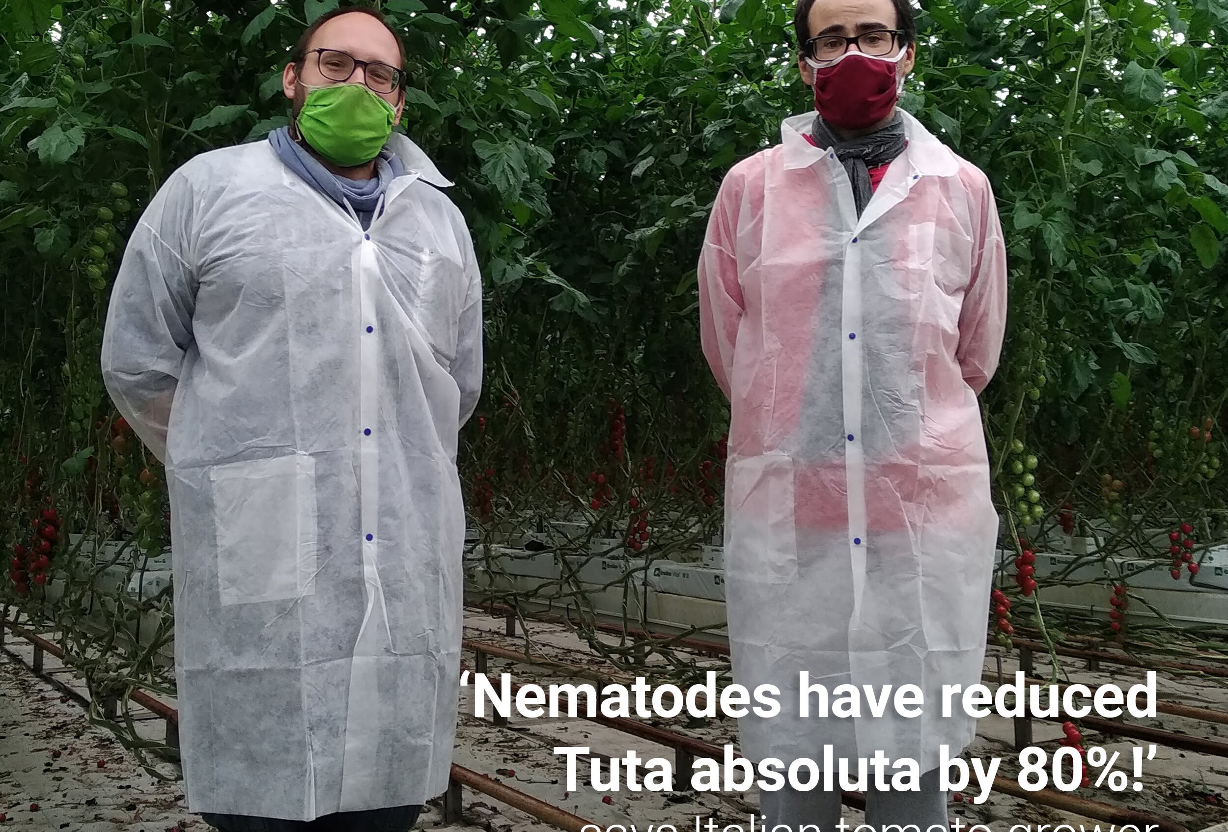 Società Agricola: Tuta absoluta control with nematodes in tomato