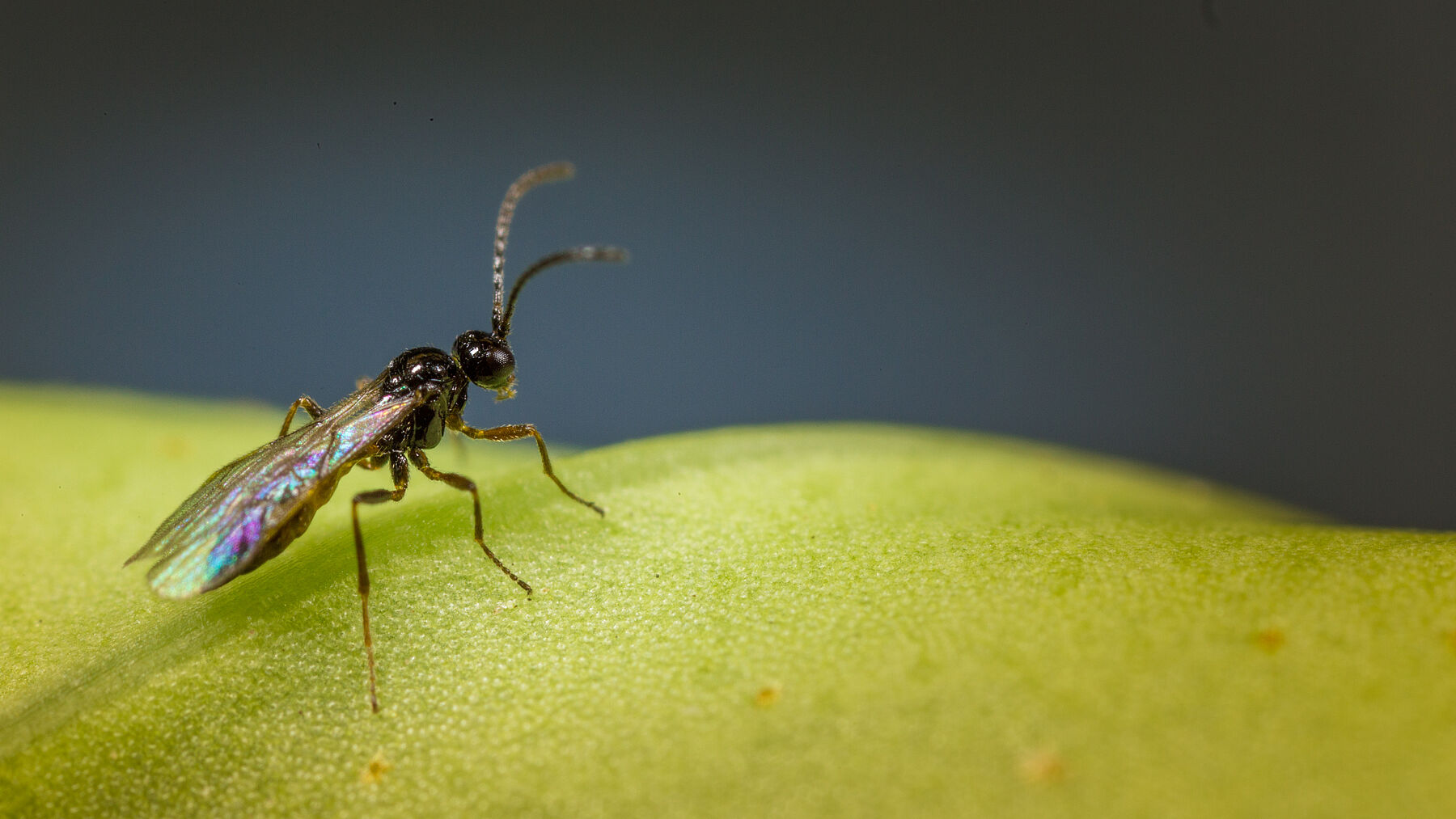 Aphidius matricariae (Parasitic Wasp): Biological Control of Aphids
