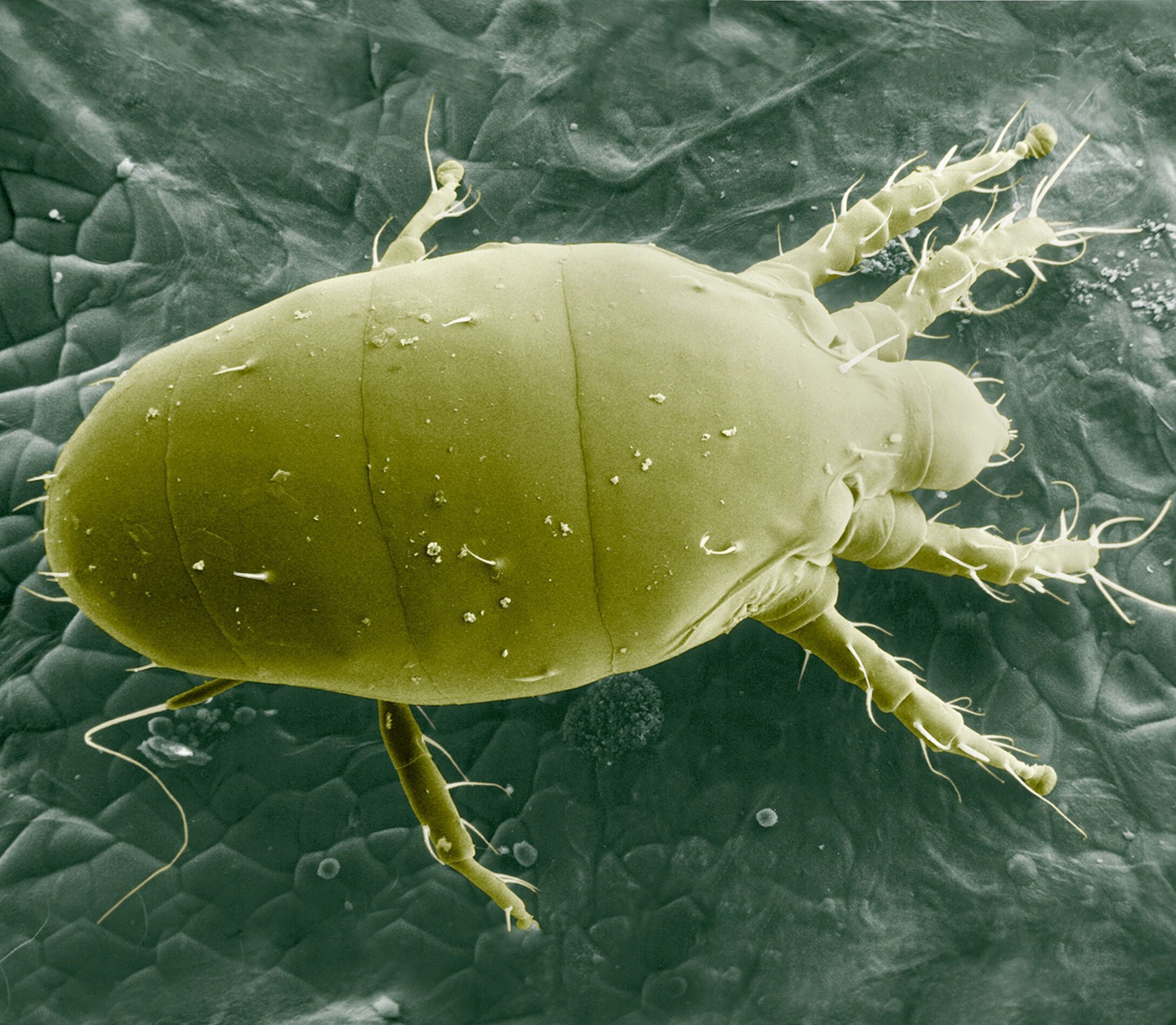 Broad mite - Biocontrol, Damage and Life Cycle