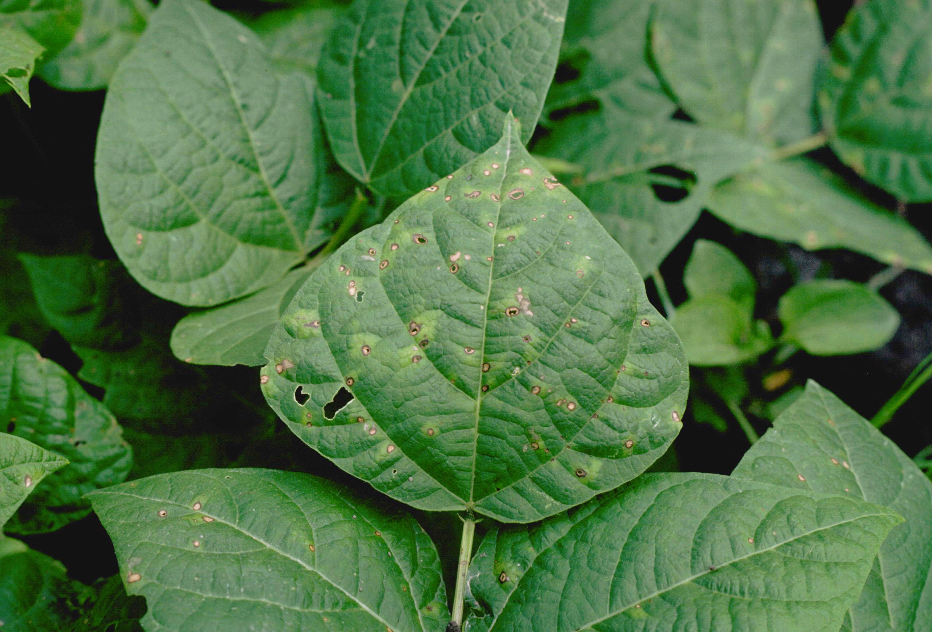 Thanatephorus cucumeris - Prevention, Control and Damage