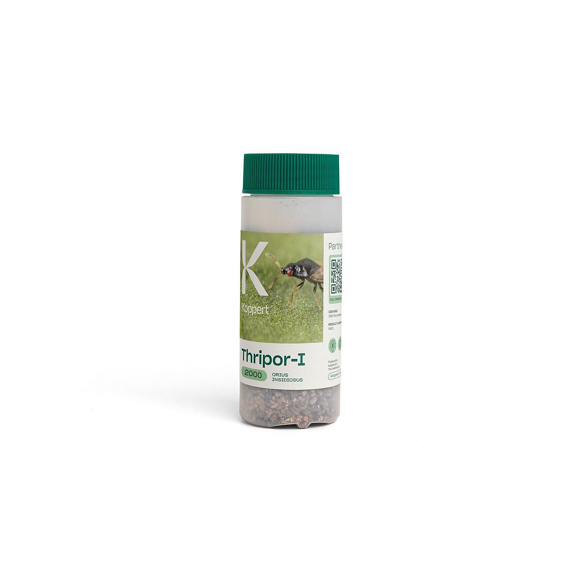 Thripor-I | Thrips Control | Predatory Bugs (Orius insidiosus)