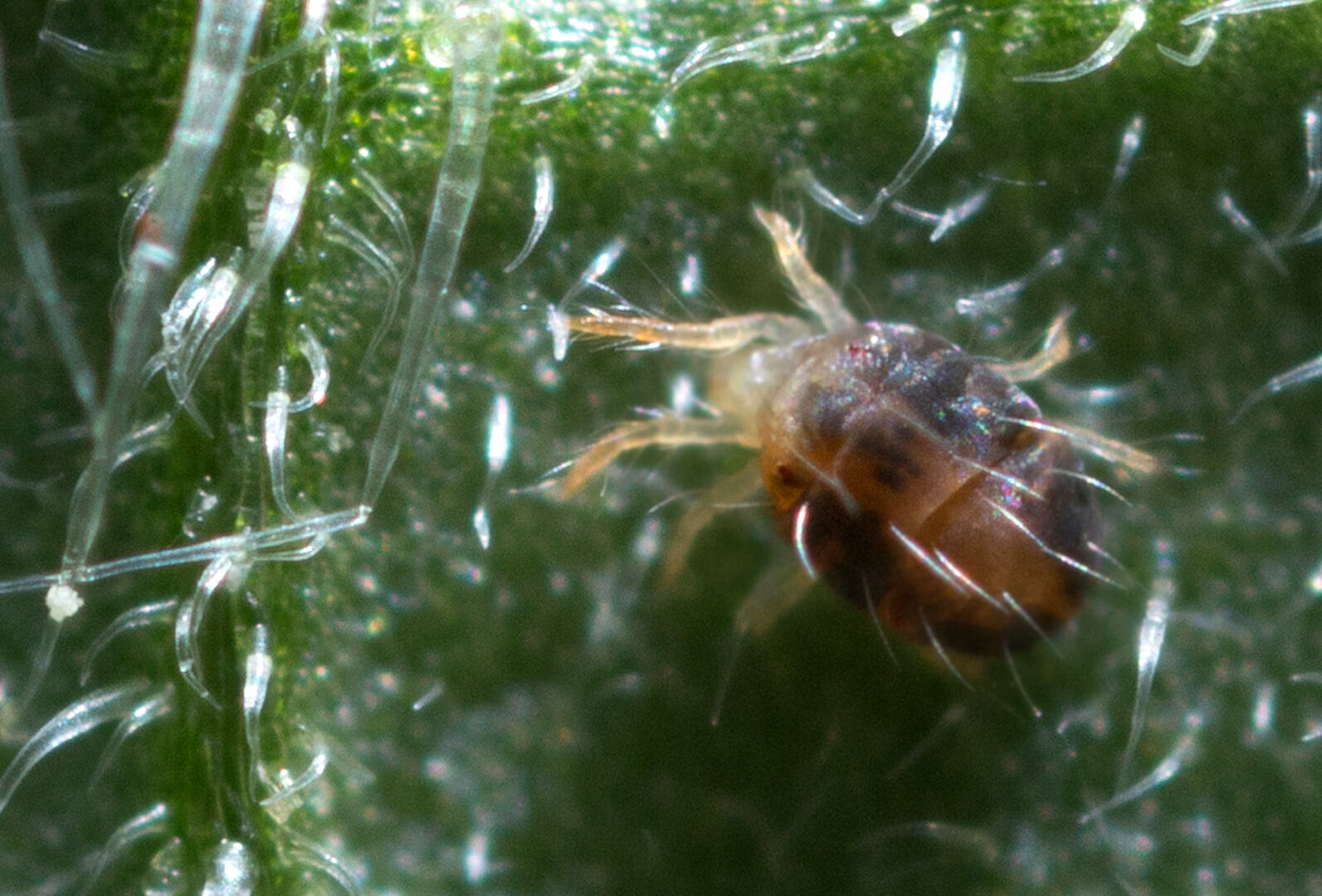 Ten facts about spider mites | Koppert US