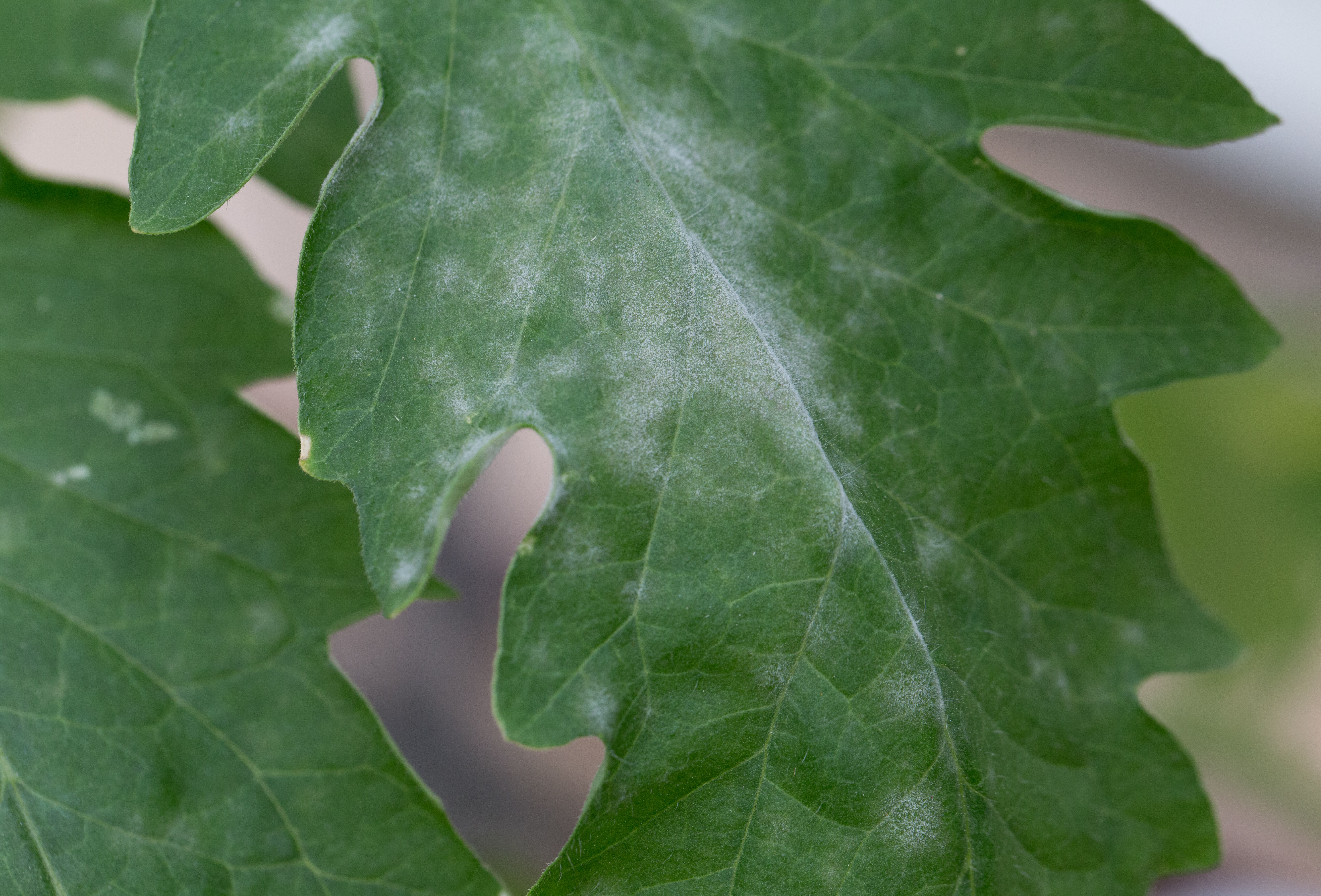 Powdery mildew - Prevention, Control and Damage
