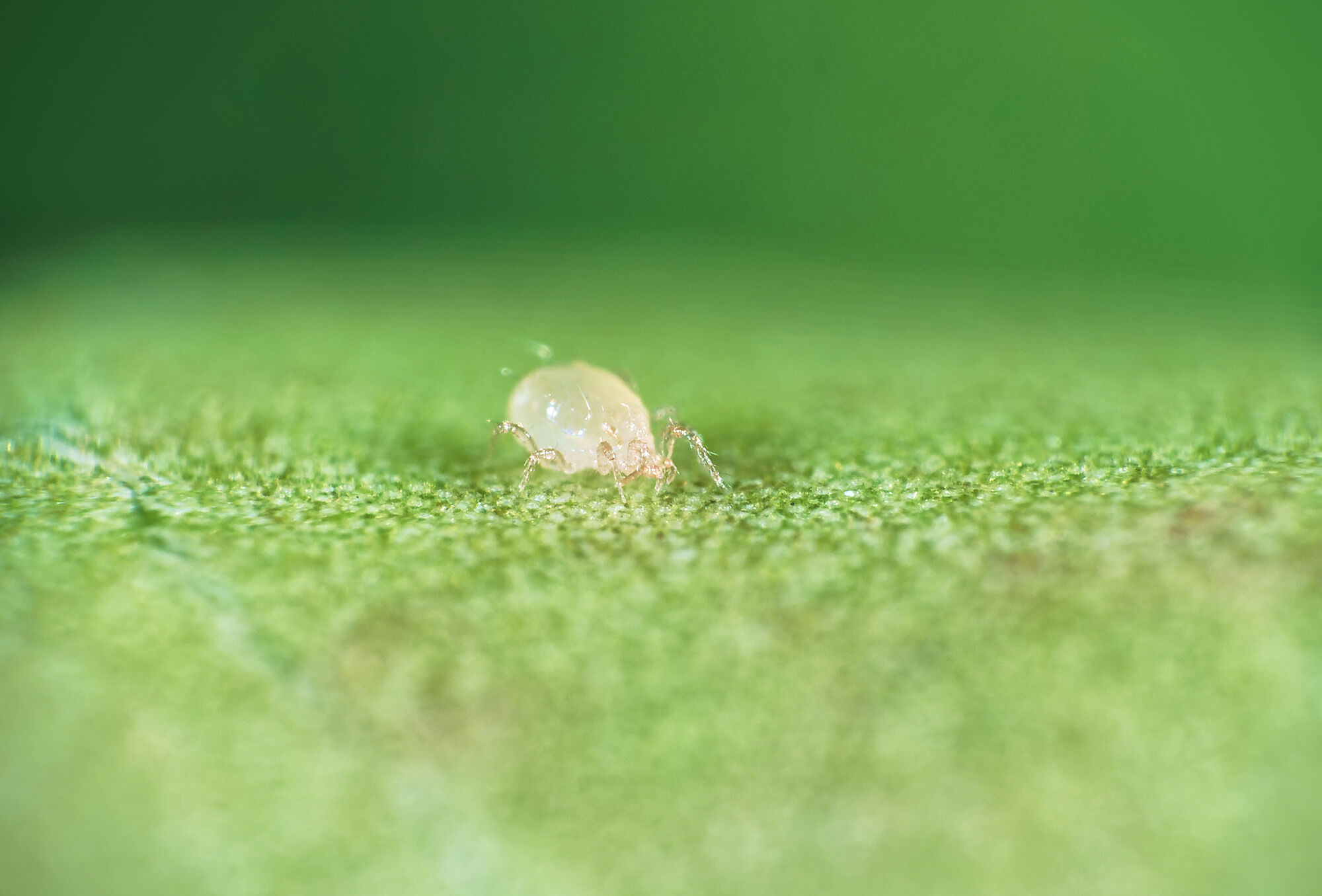 Amblyseius andersoni - Predatory Mite for Thrips and Mite Control
