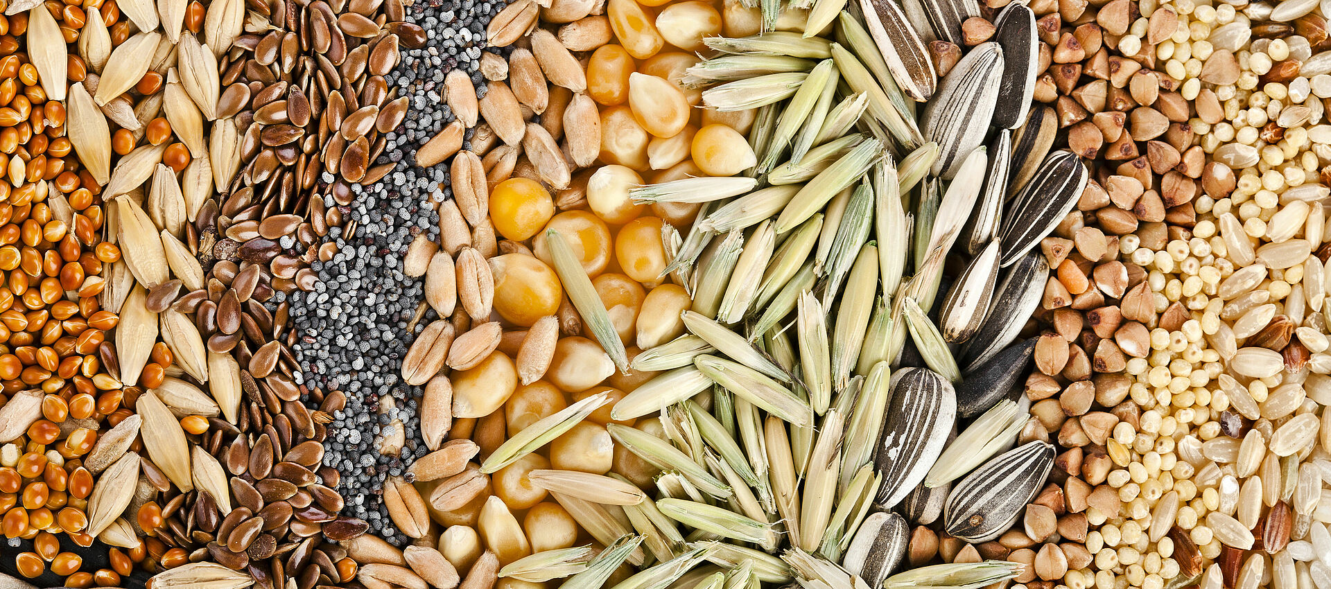 Biological seed treatment | Koppert US