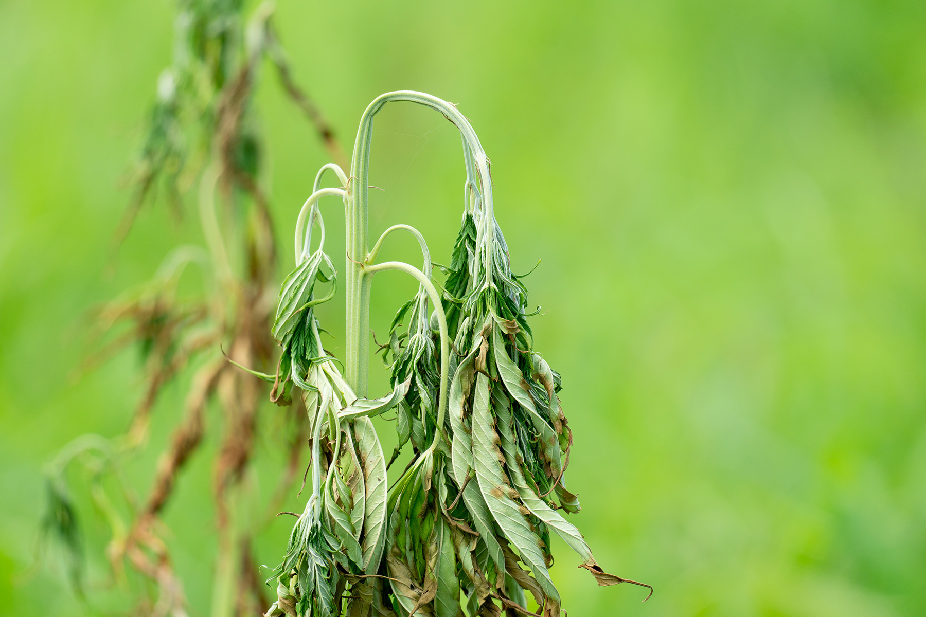 Wilt Disease On Plants