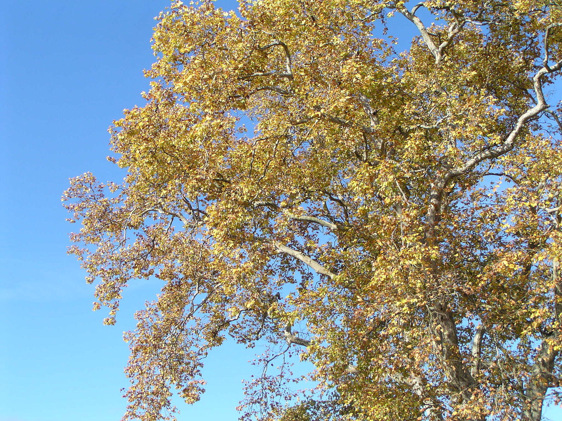 Bugs - Biocontrol, Damage and Life Cycle