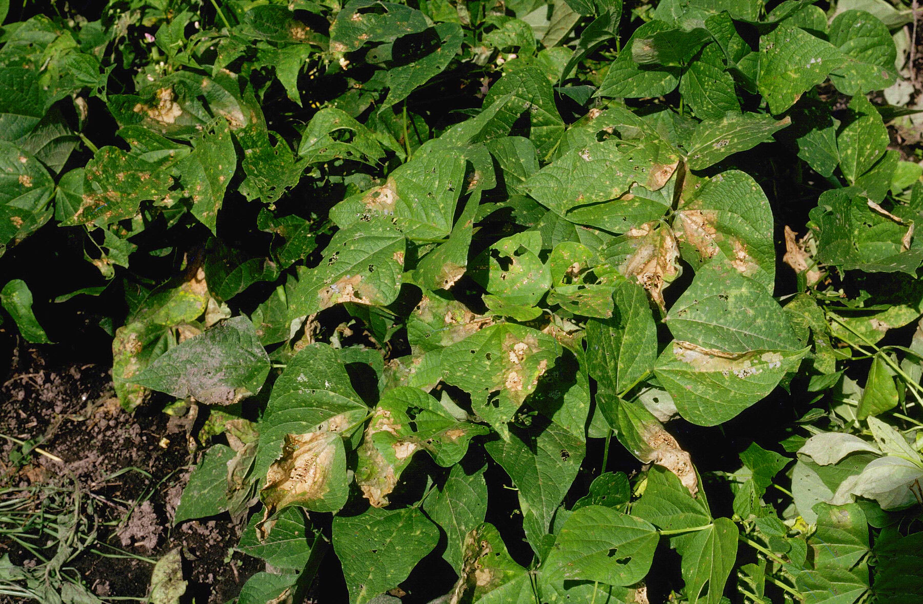 Thanatephorus cucumeris - Prevention, Control and Damage