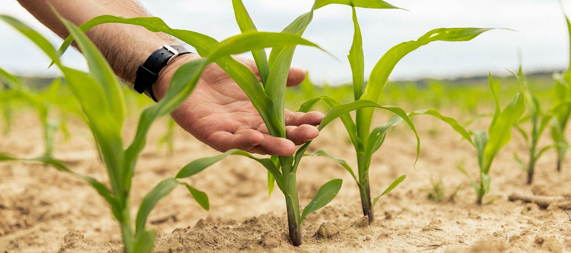 Control Bean Seed Fly with Beneficial Nematodes | Koppert US