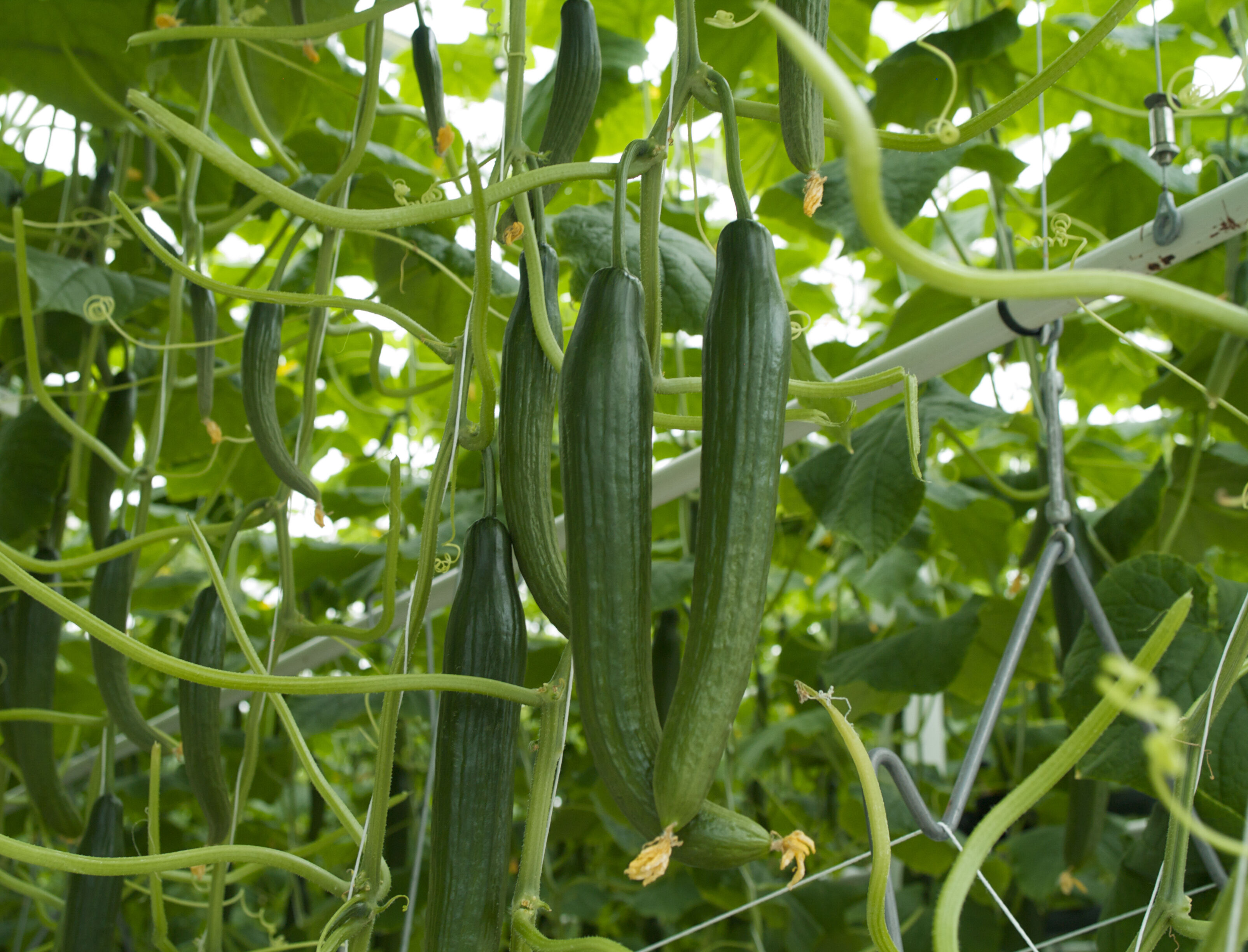 Cucumber - Pests, Diseases and Biological Control