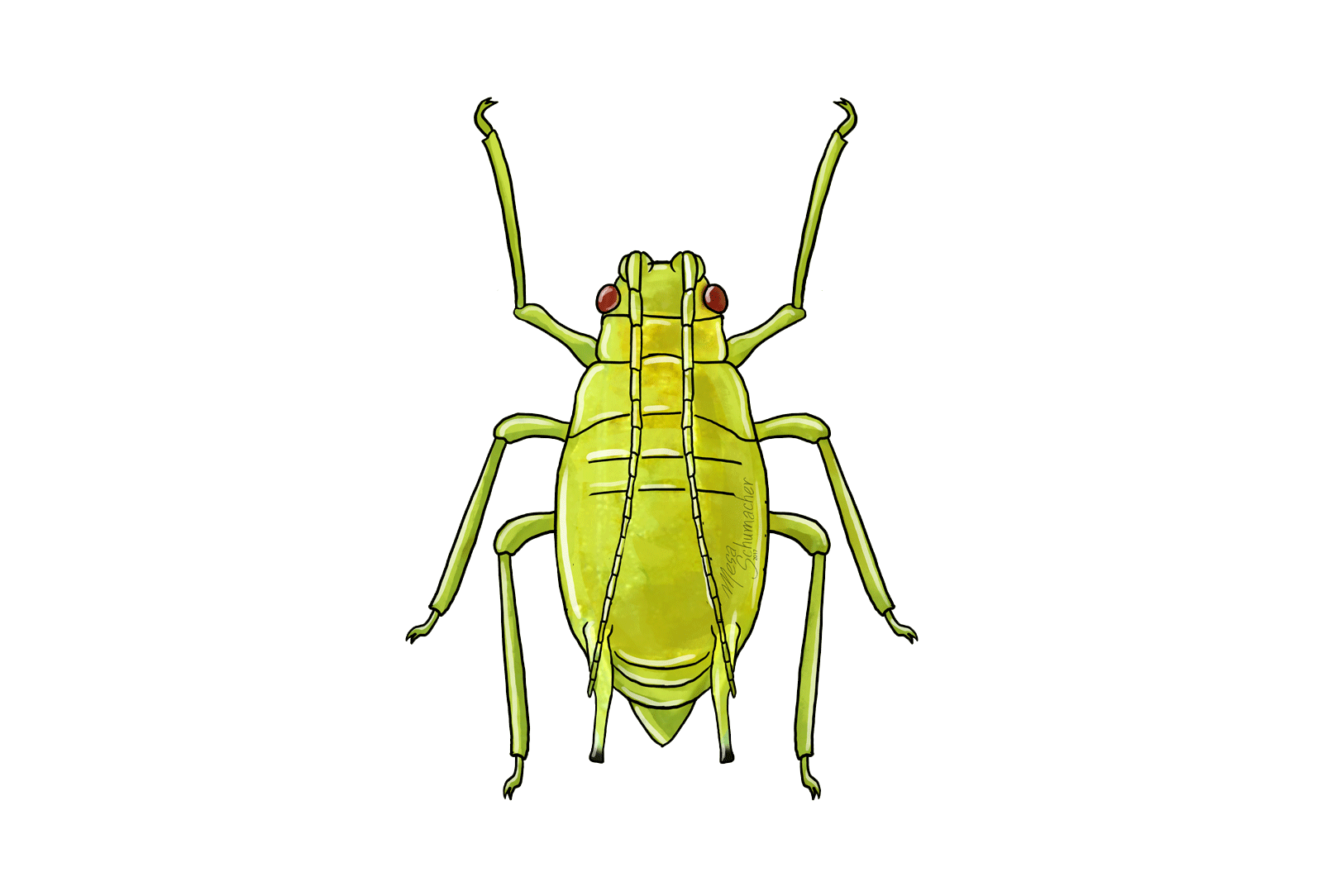 Aphids - Biocontrol, Damage and Life Cycle
