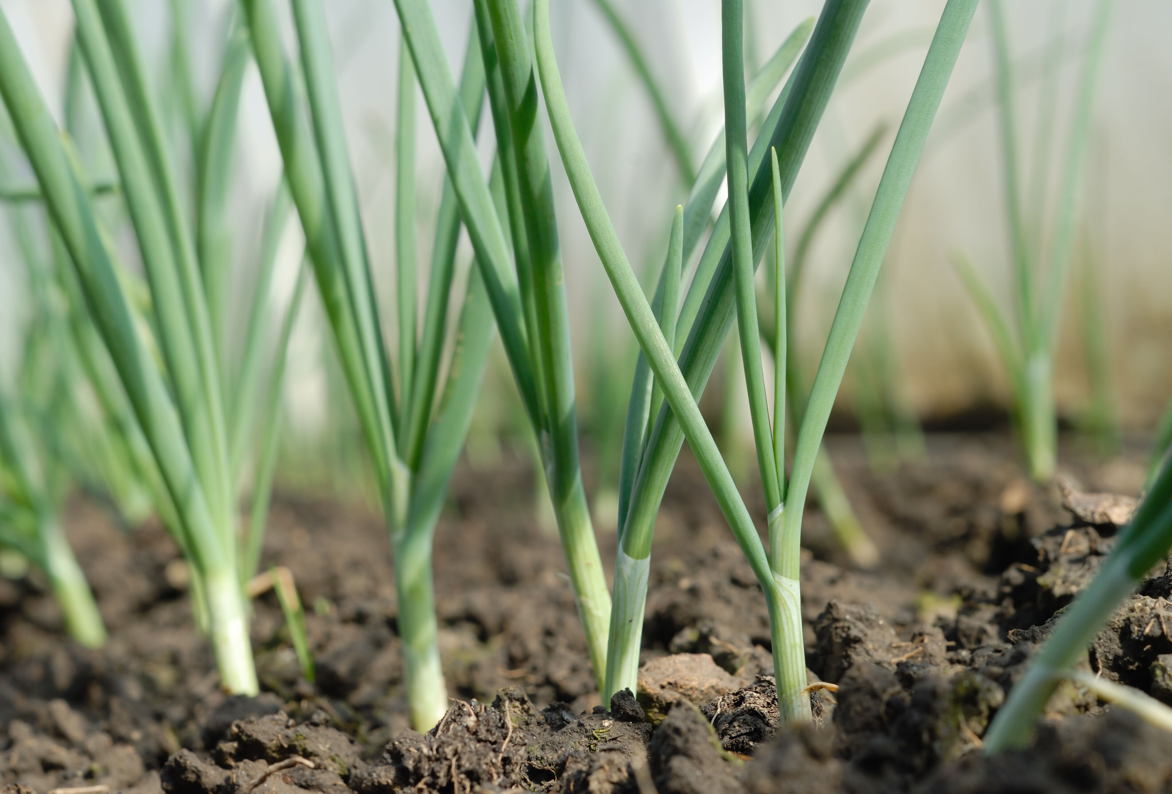 Outdoor Vegetables - Biological Crop Protection and Pollination