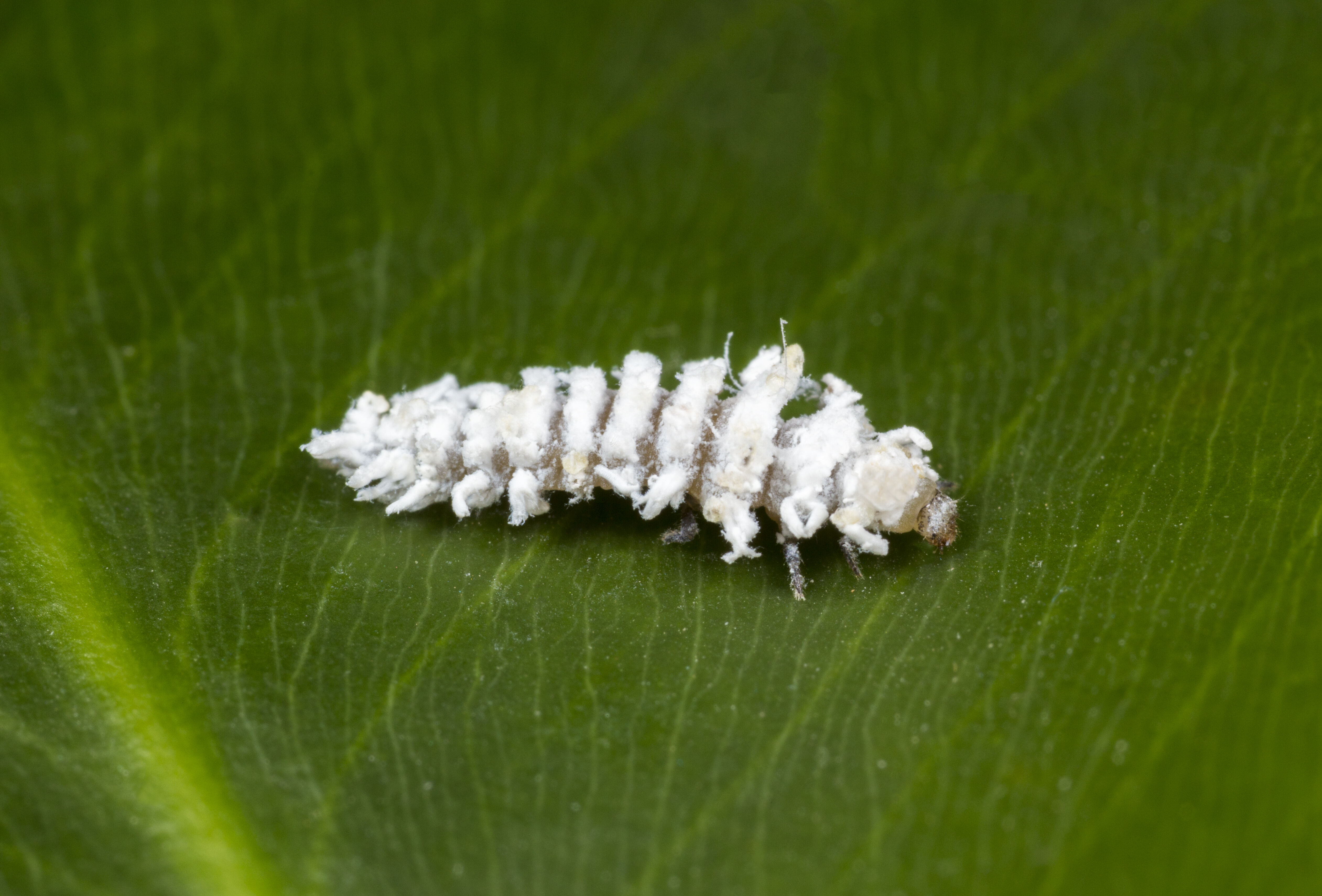 Operation Mealybug | Koppert US