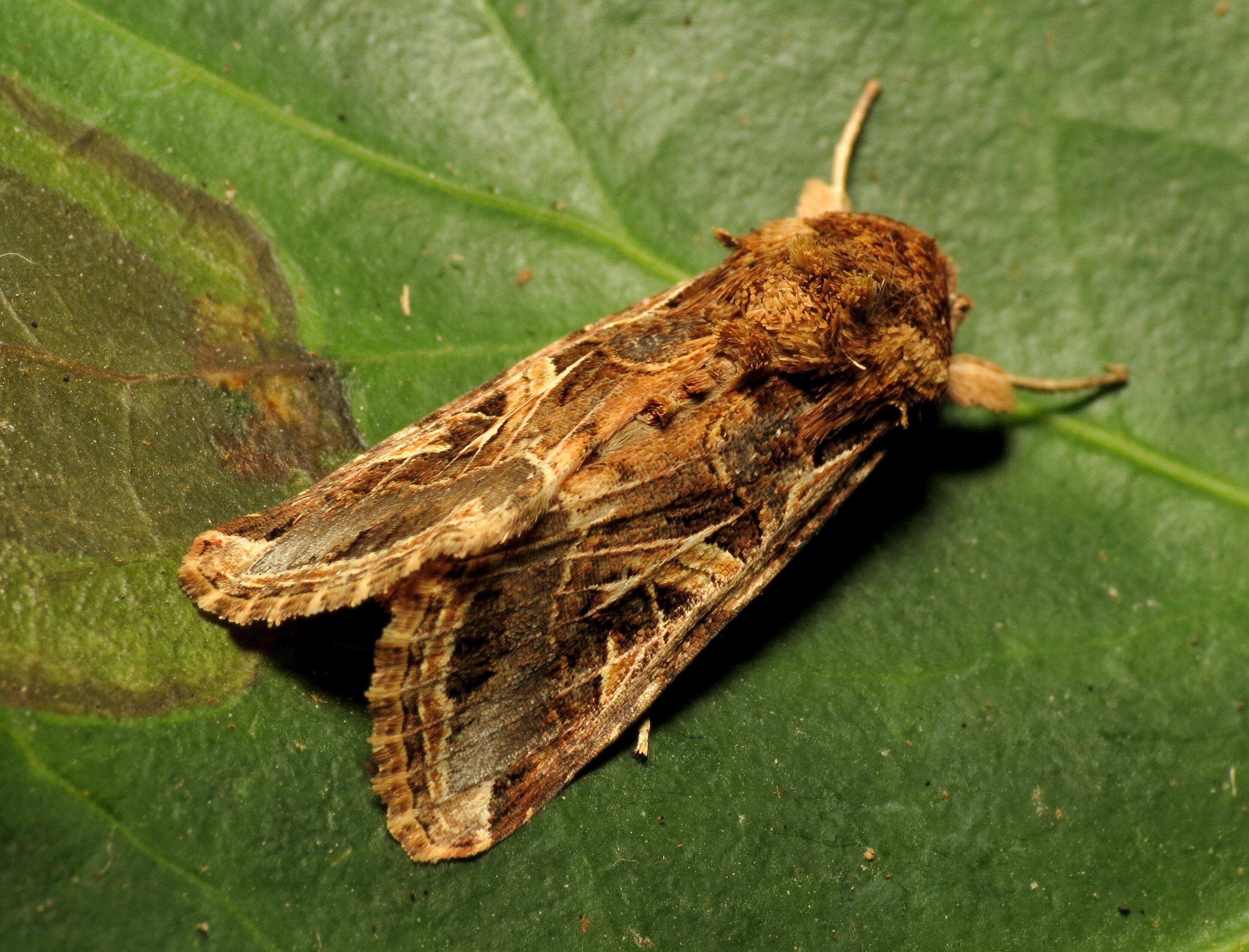 Cotton leafworm - Biocontrol, Damage and Life Cycle