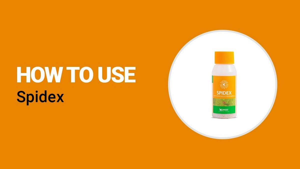Spidex | Spider Mite Control | Predatory Mites (Phytoseiulus persimilis)