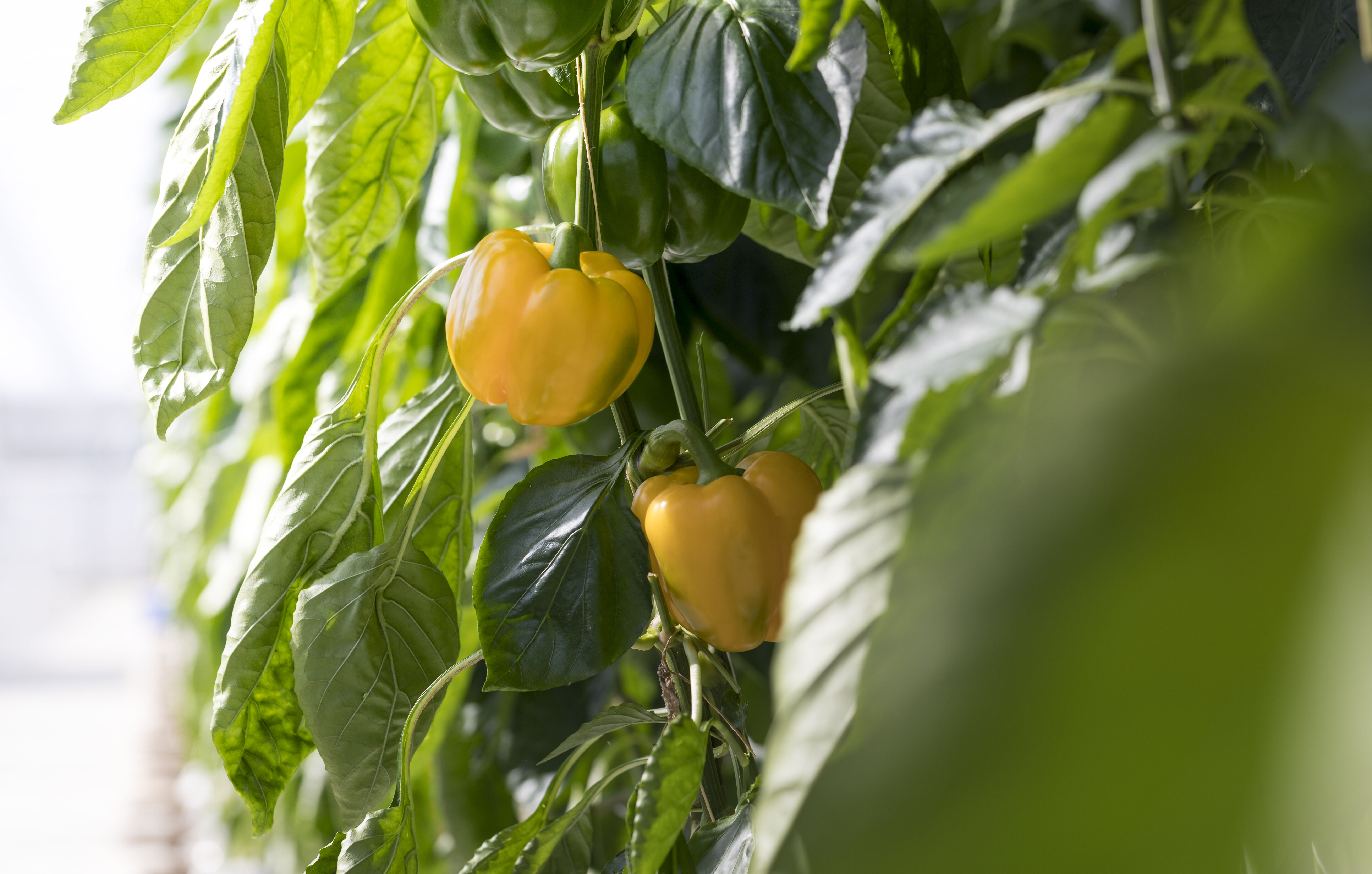 Sweet pepper - Pests, Diseases and Biological Control