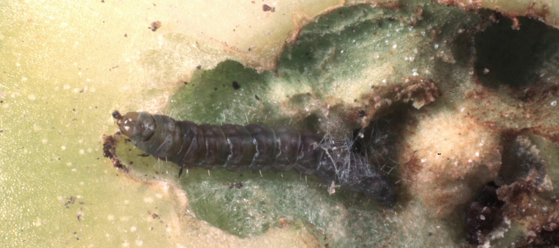Tomato pinworm - Biocontrol, Damage and Life Cycle