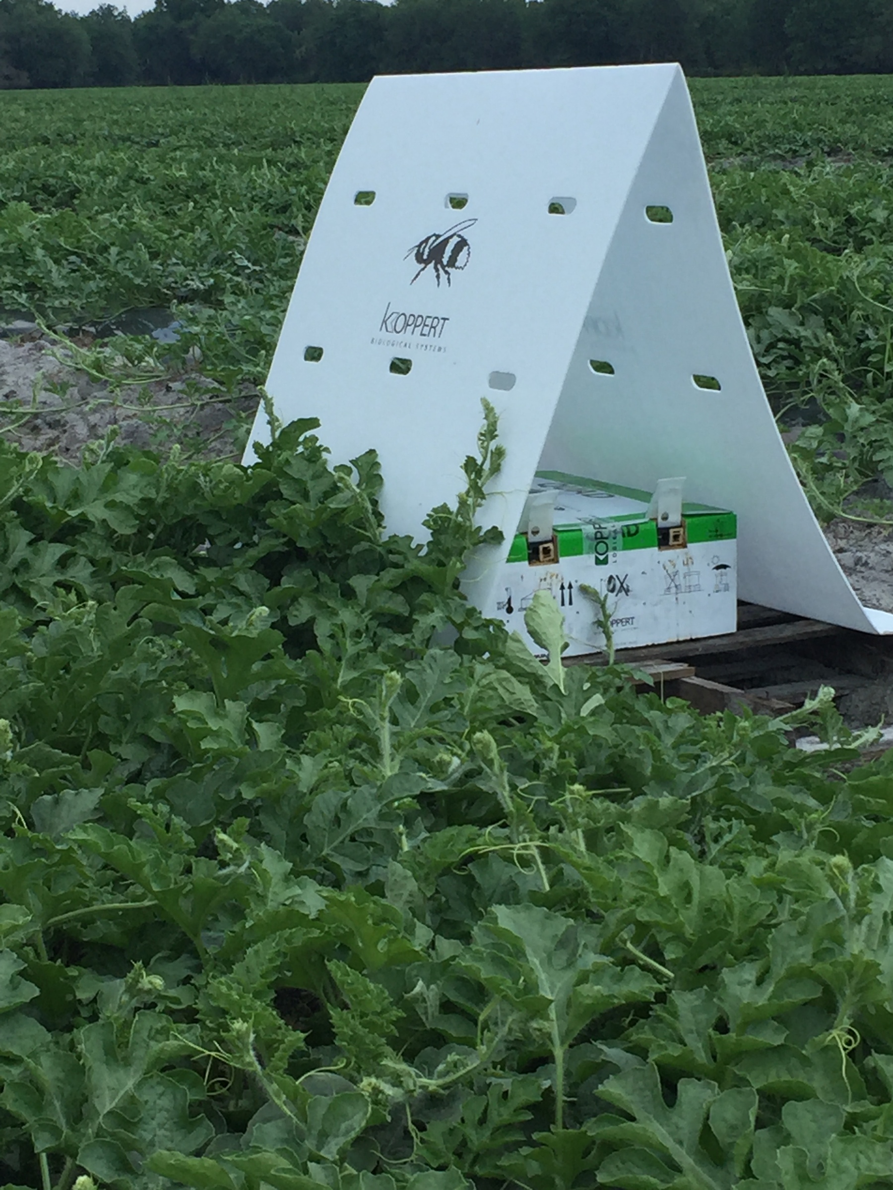 WARNING: Bumblebees – Keep them Cool this Summer! | Koppert US