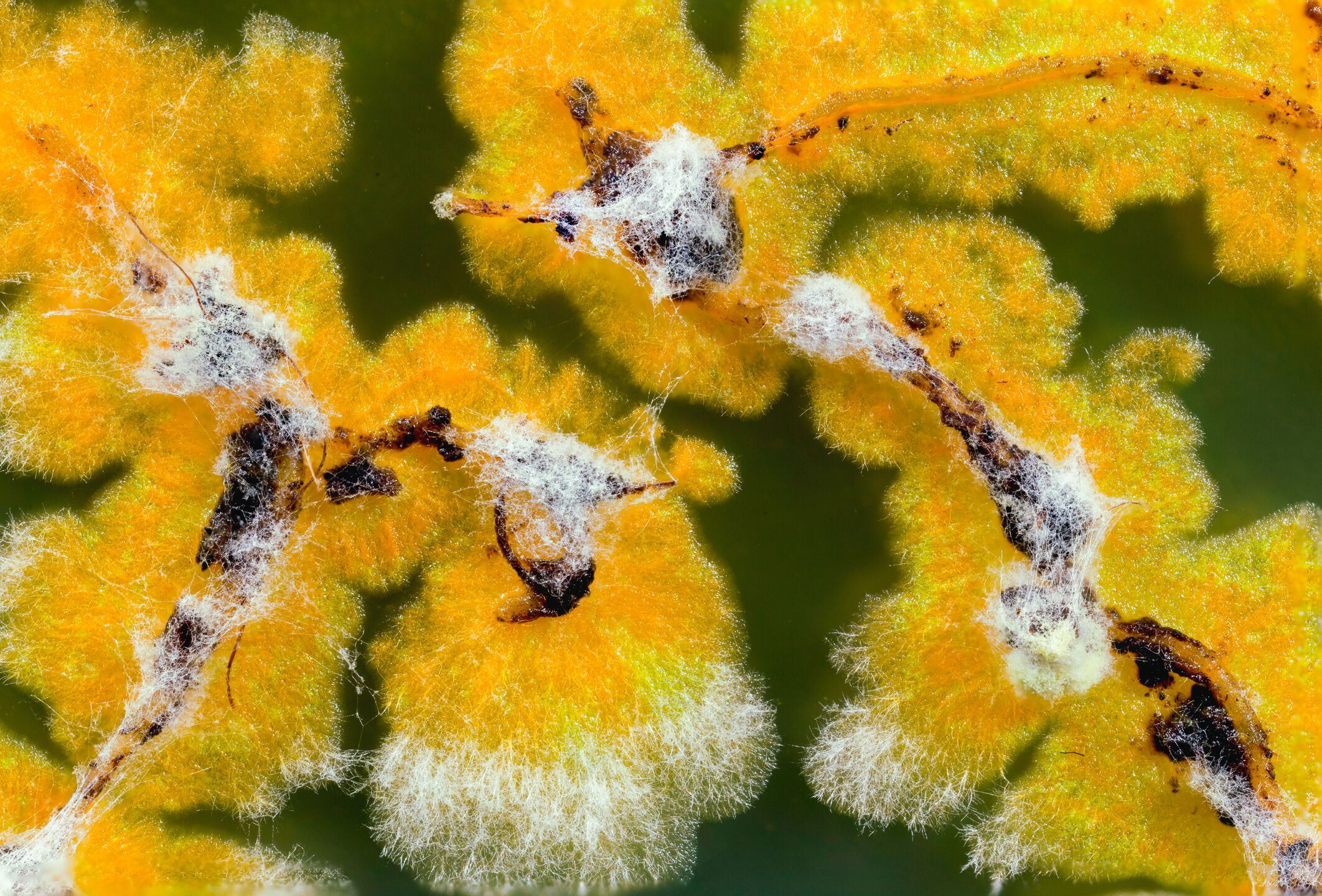 Trianum-G | Prevent and Control Soil Borne Diseases | Trichoderma ...