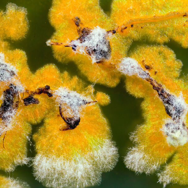 Trianum-G | Prevent and Control Soil Borne Diseases | Trichoderma ...