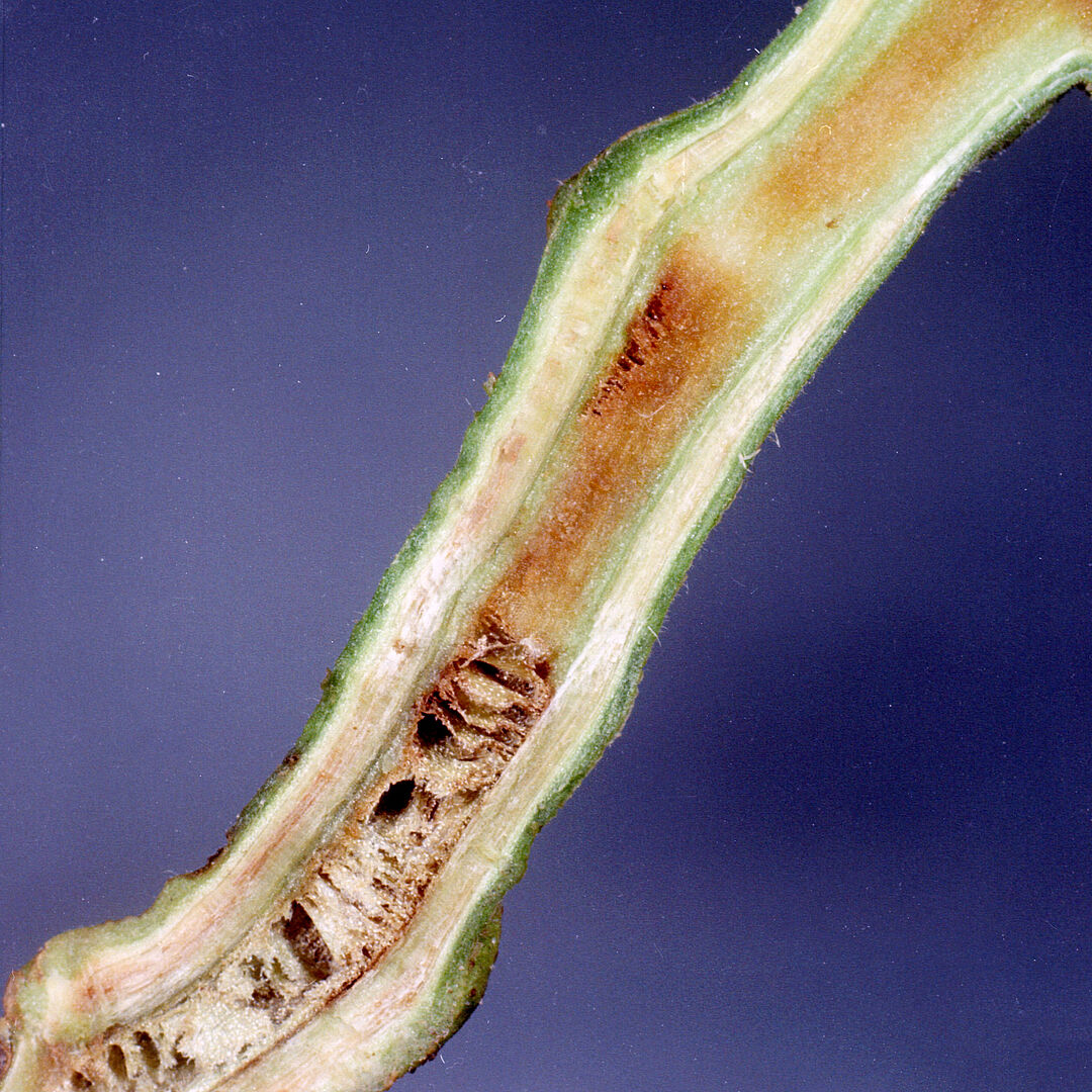 how does bacterial wilt spread