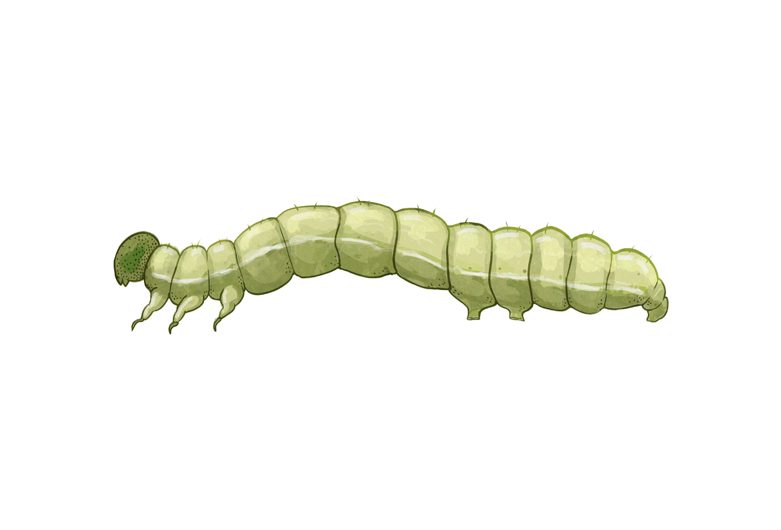 Caterpillars - Biocontrol, Damage and Life Cycle