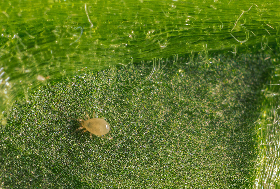 Amblyseius swirskii - Predatory Mite for Pest Control