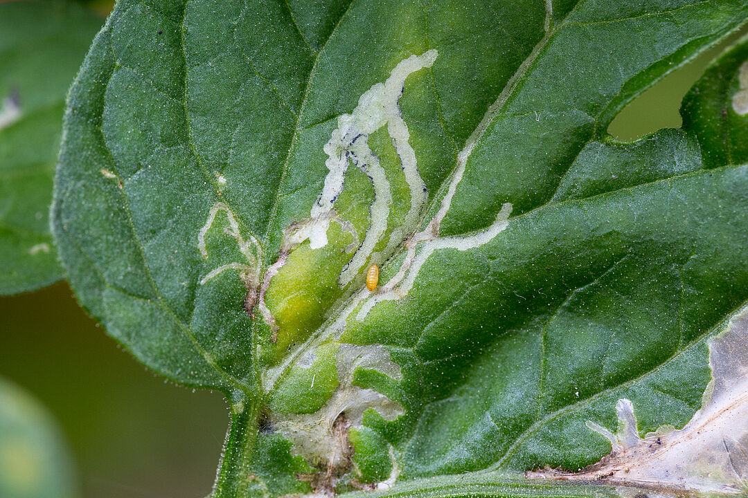 leaf miner control uk